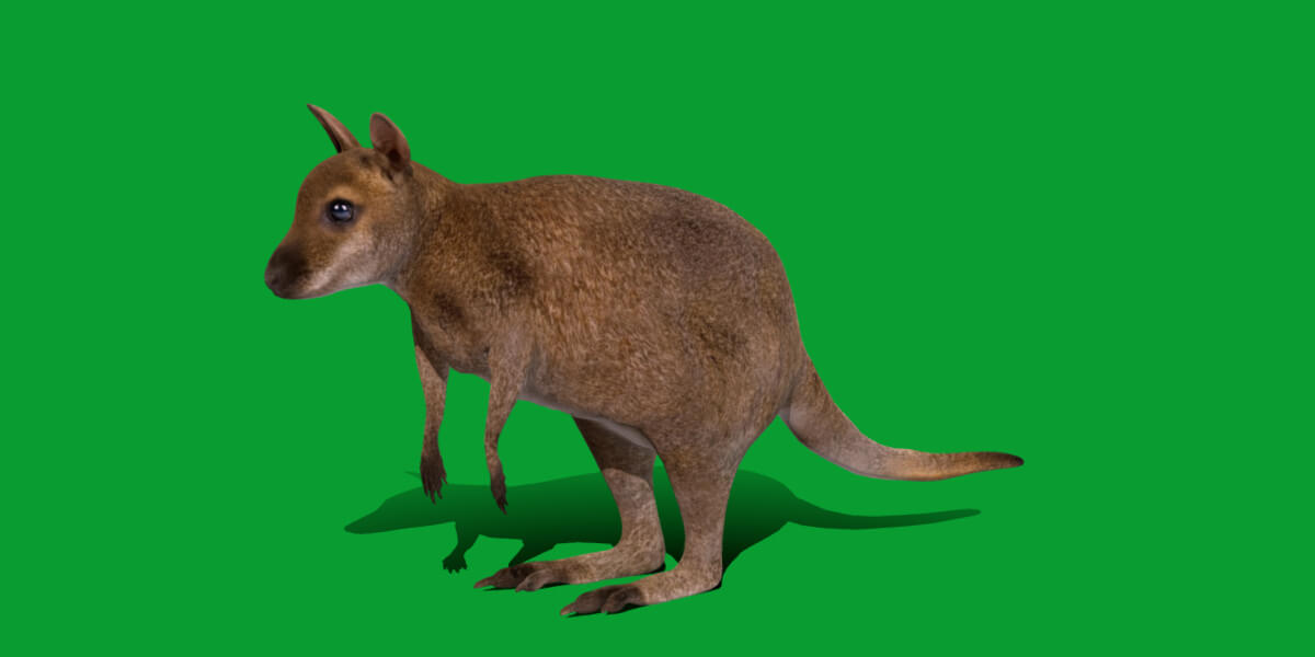 Young Wallaby - 3D Model by Nyilonelycompany