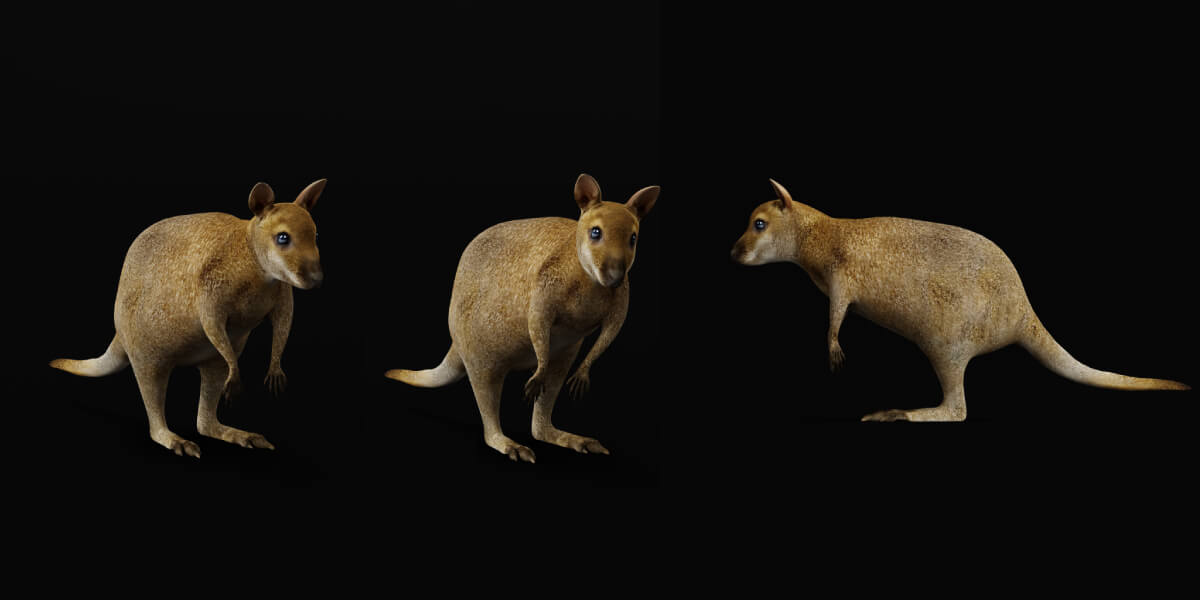 Young Wallaby - 3D Model by Nyilonelycompany