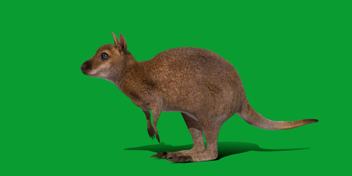 Young Wallaby - 3D Model by Nyilonelycompany
