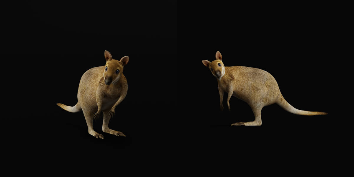 Young Wallaby - 3D Model by Nyilonelycompany