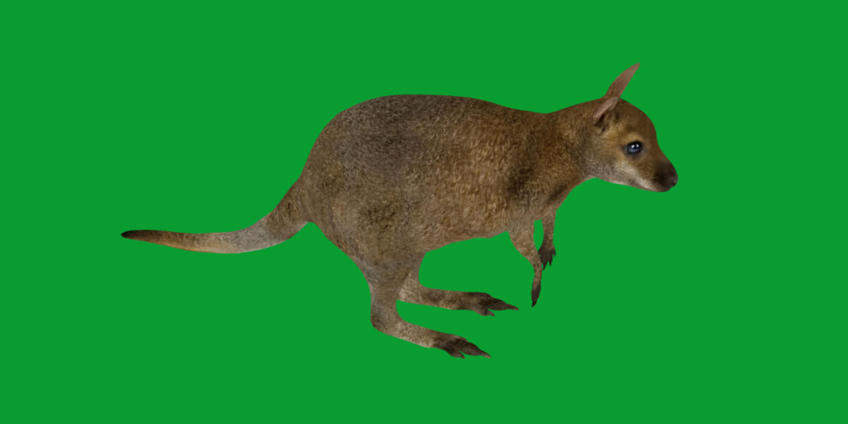 Young Wallaby - 3D Model by Nyilonelycompany