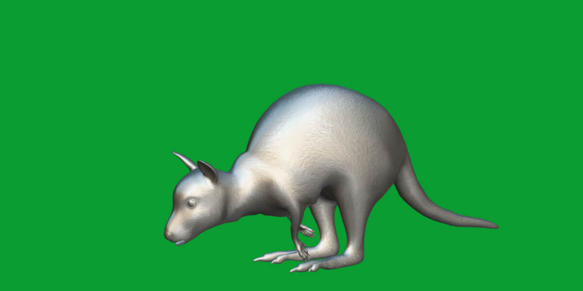 Young Wallaby - 3D Model by Nyilonelycompany