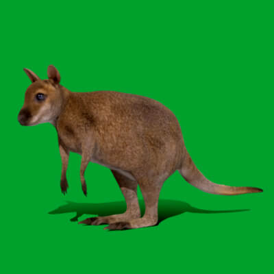 Young Wallaby - 3D Model by Nyilonelycompany