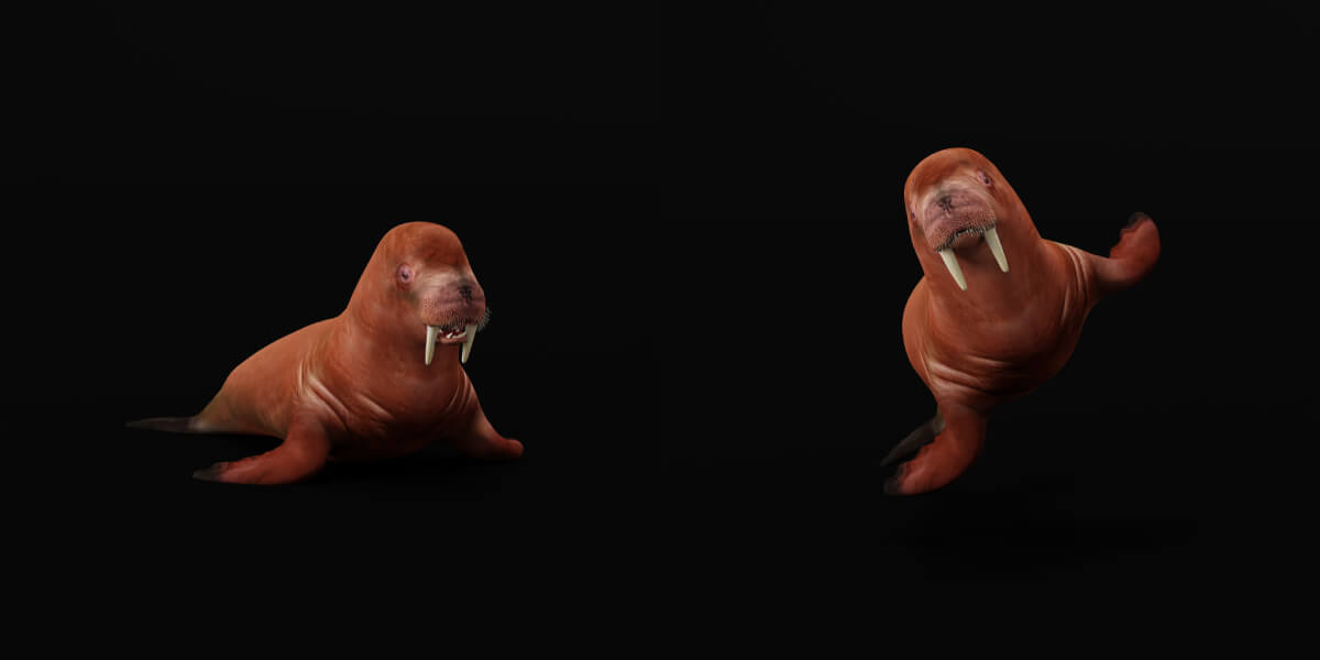 Young Walrus - 3D Model by Nyilonelycompany