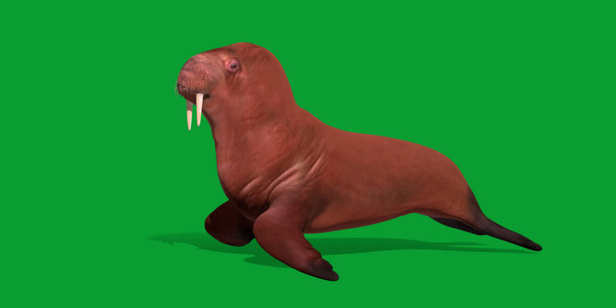 Young Walrus - 3D Model by Nyilonelycompany