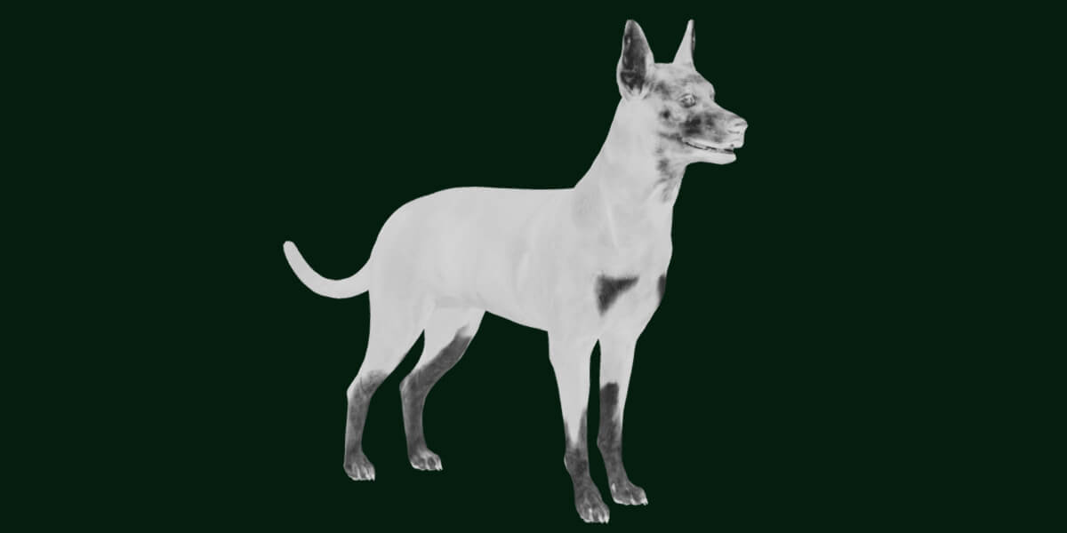Zwergpinscher Pinscher Dog Breed - 3D Model by Nyilonelycompany