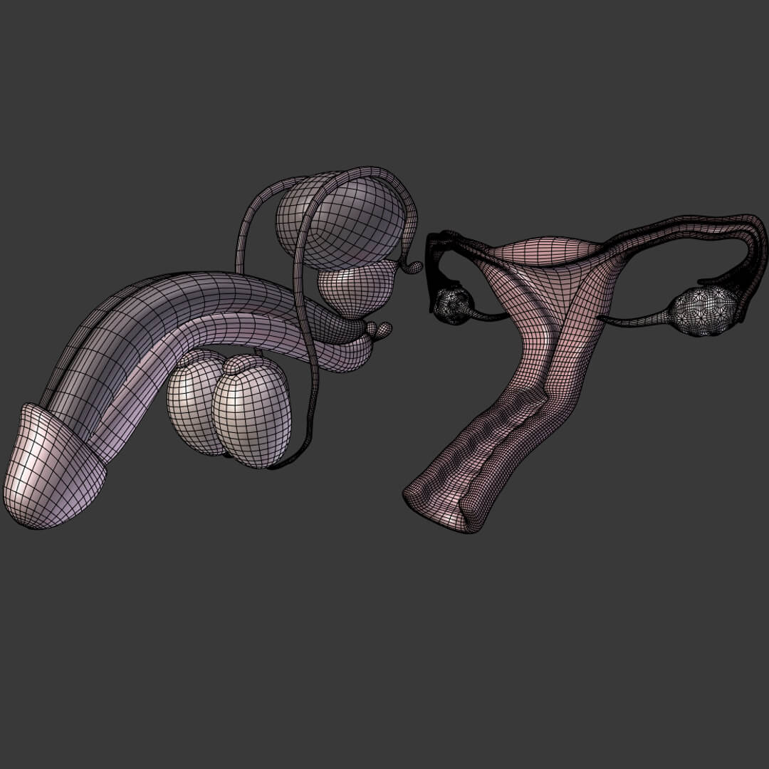Reproductive System - 3D Model by Ocstard