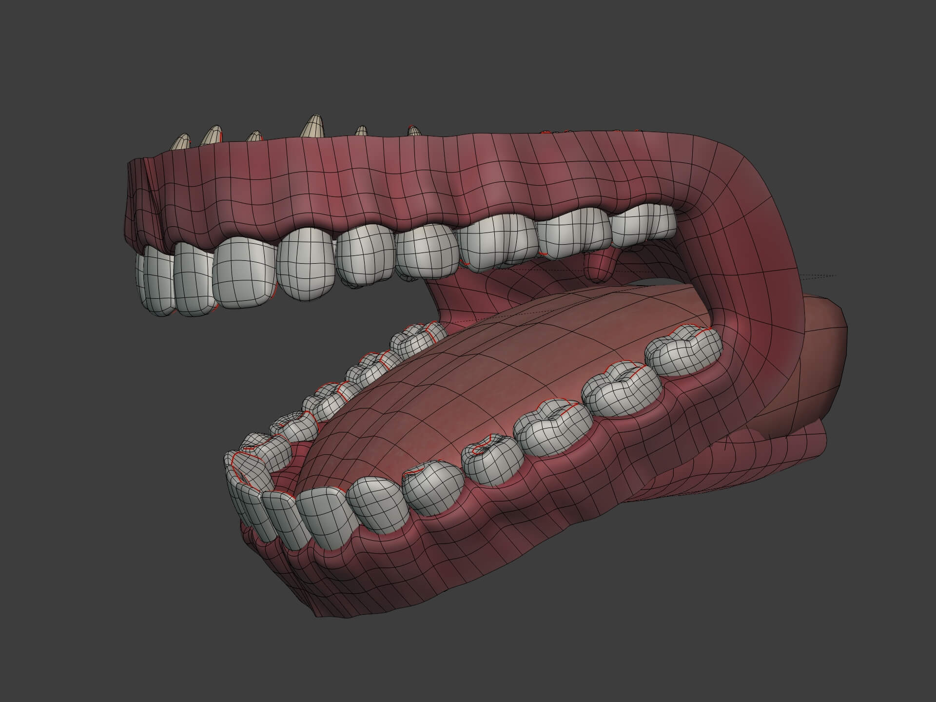 Lips - Mouth - Teeth Anatomy - Rigged 3D Model by Ocstard
