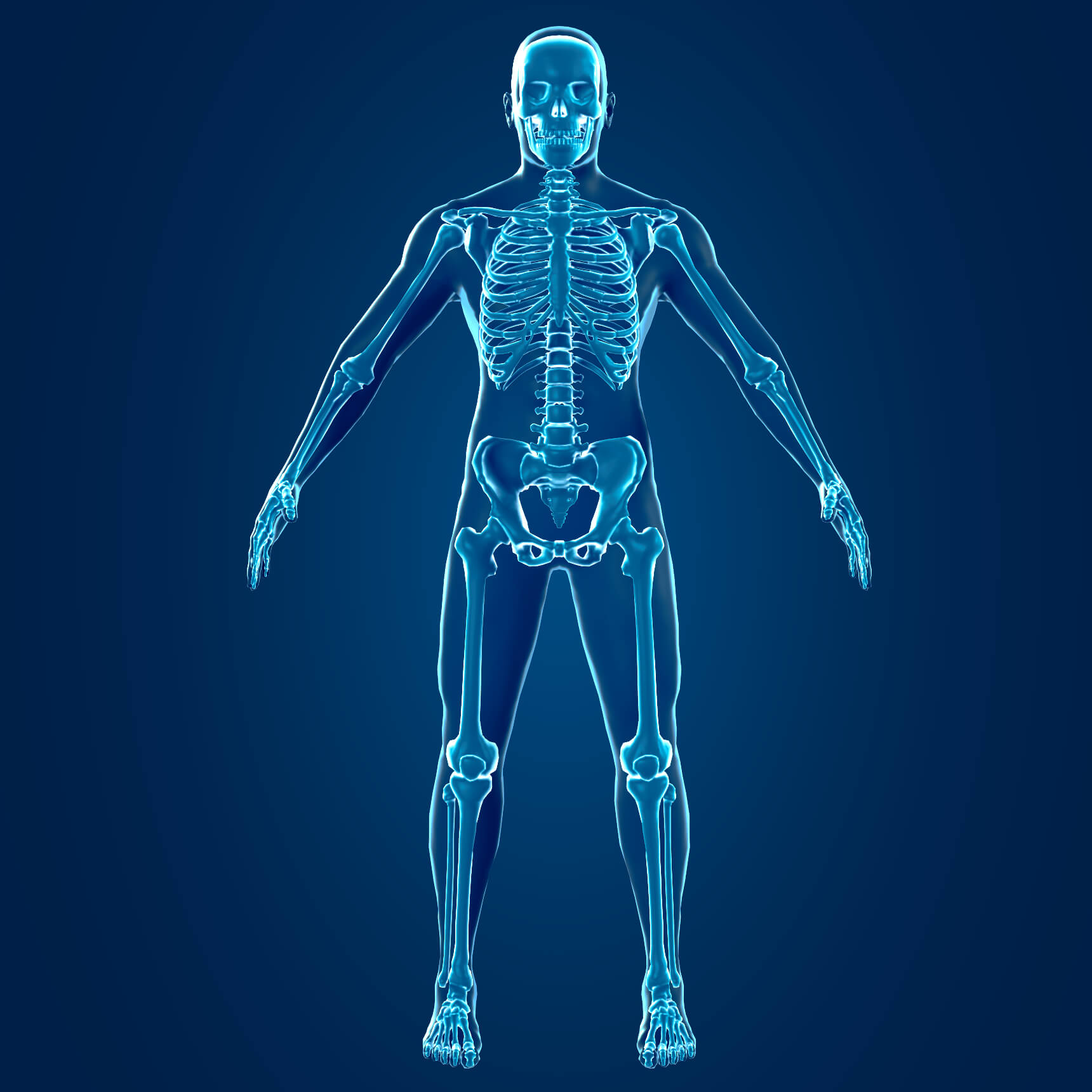 Human Skeleton - 3D Model by Ocstard