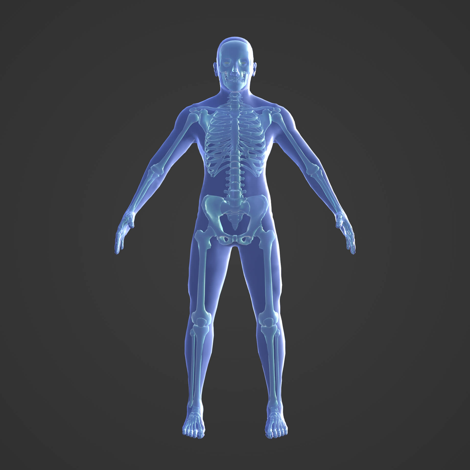 Human Skeleton - 3D Model by Ocstard