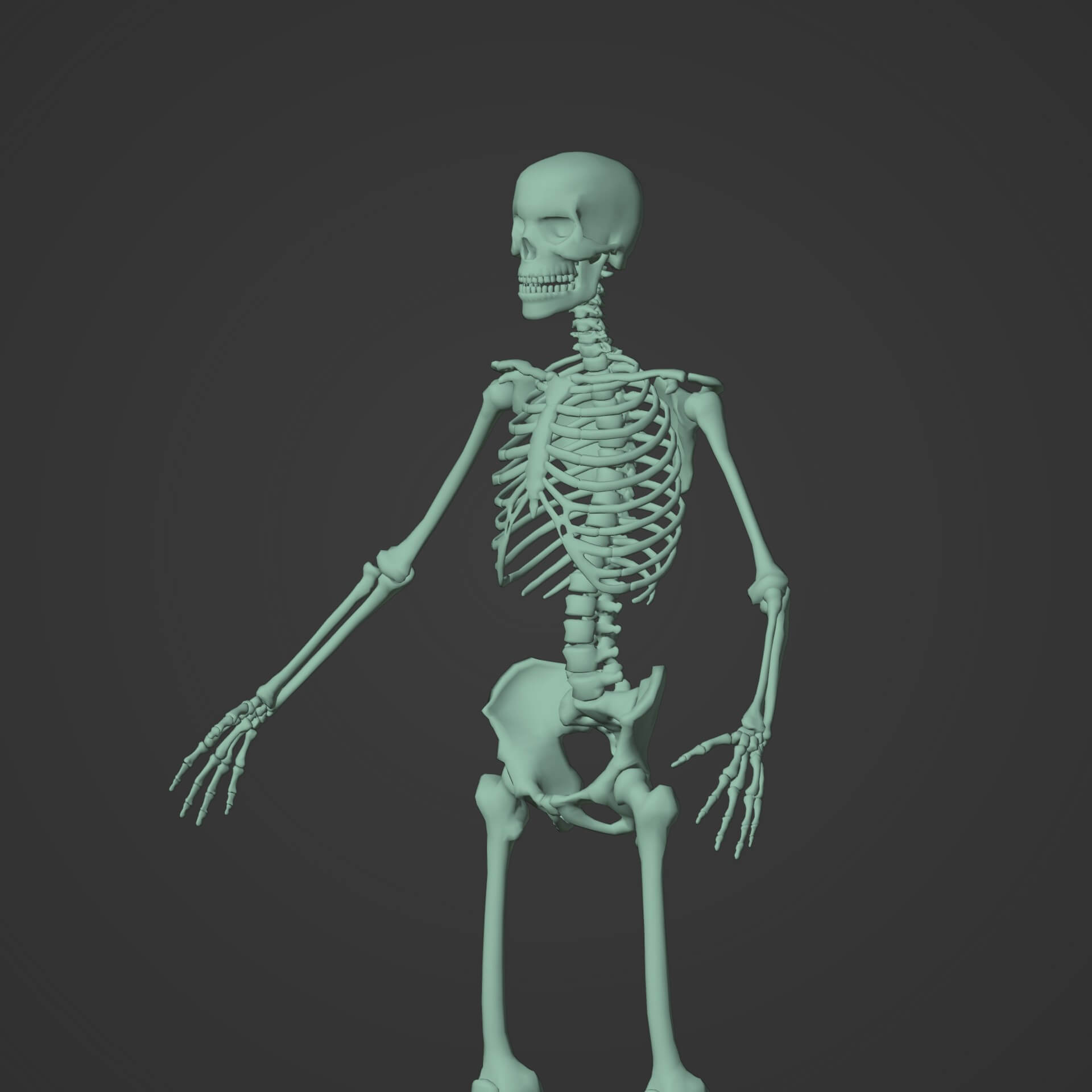 Human Skeleton - 3D Model by Ocstard