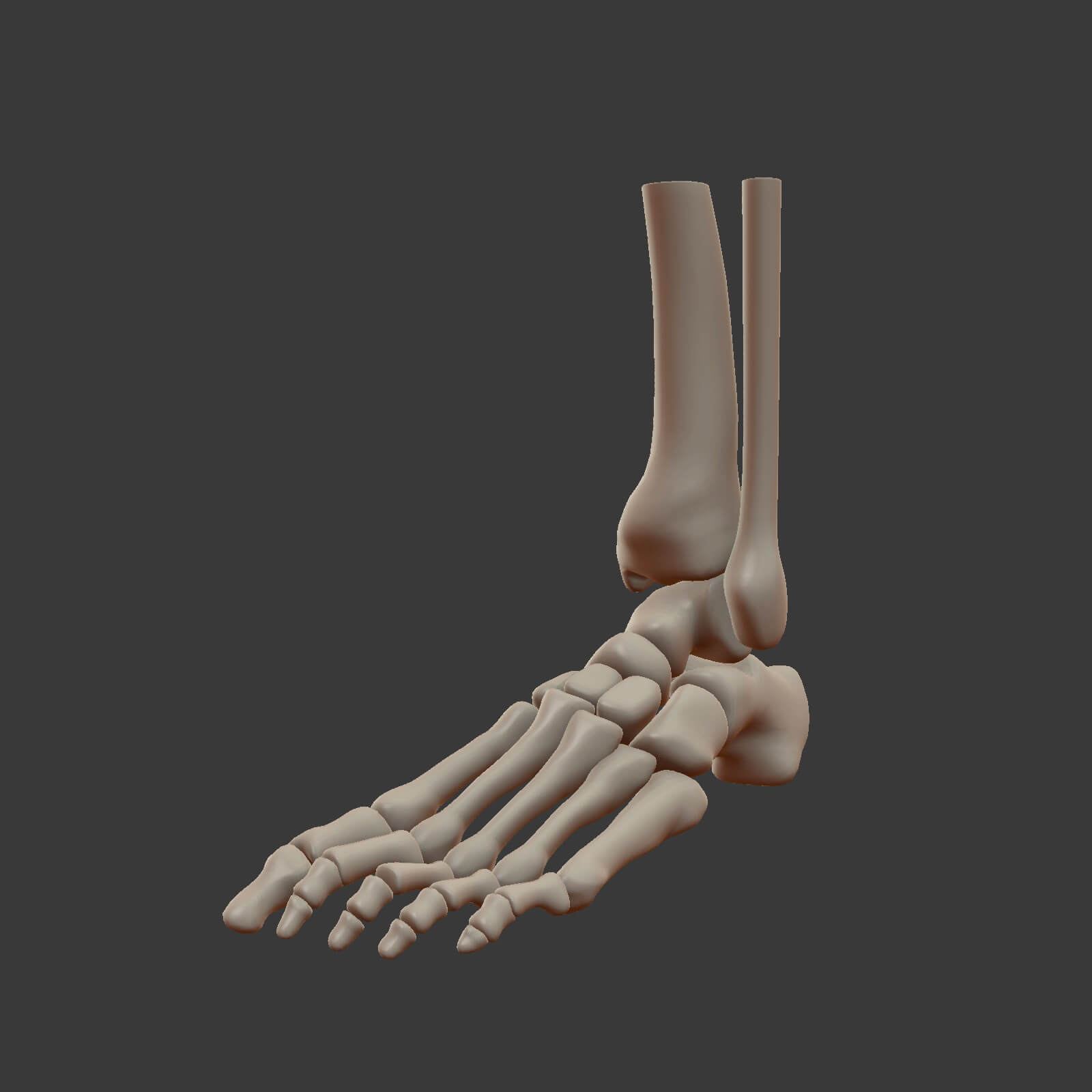 Skeletal Foot - 3D Model by Ocstard