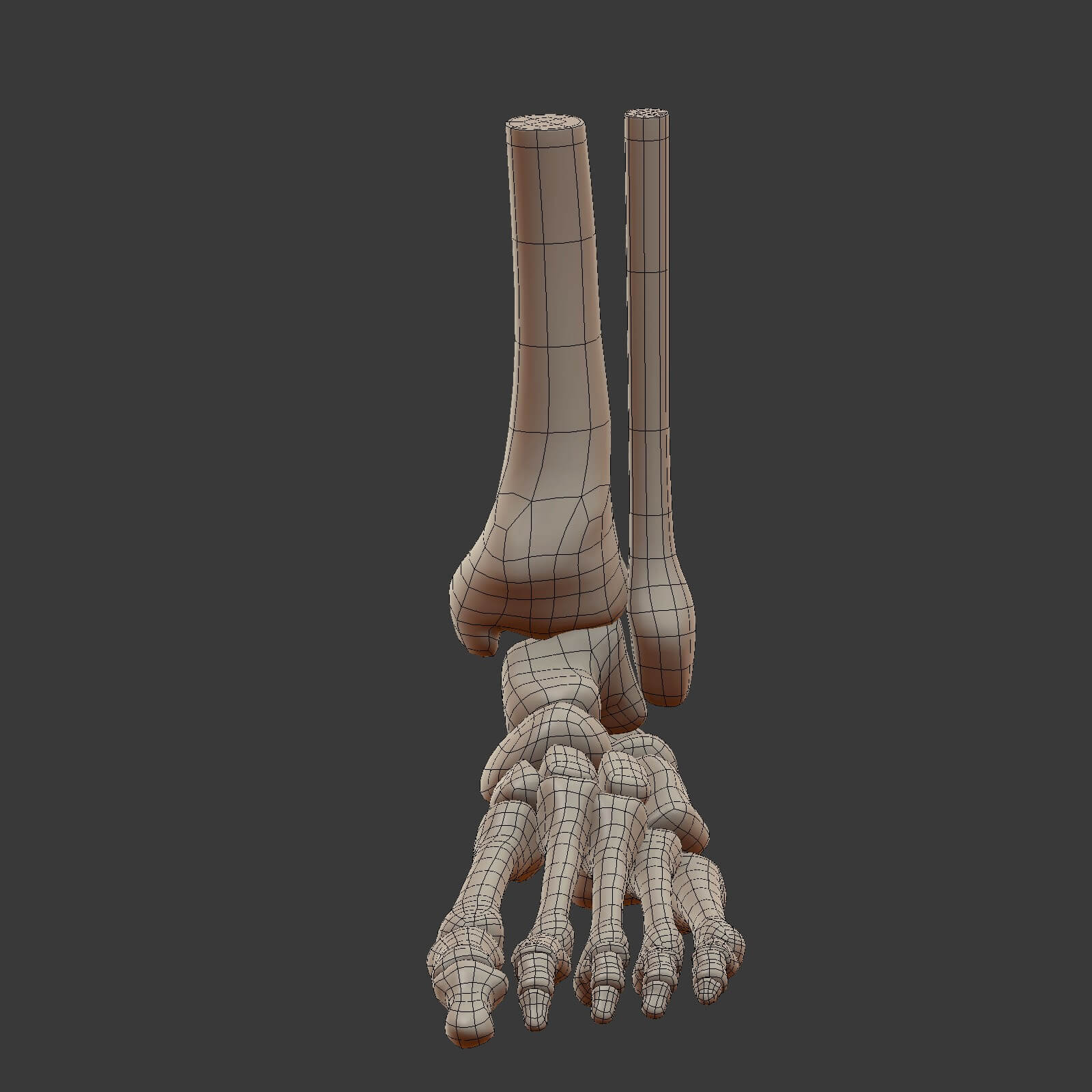 Skeletal Foot - 3D Model by Ocstard