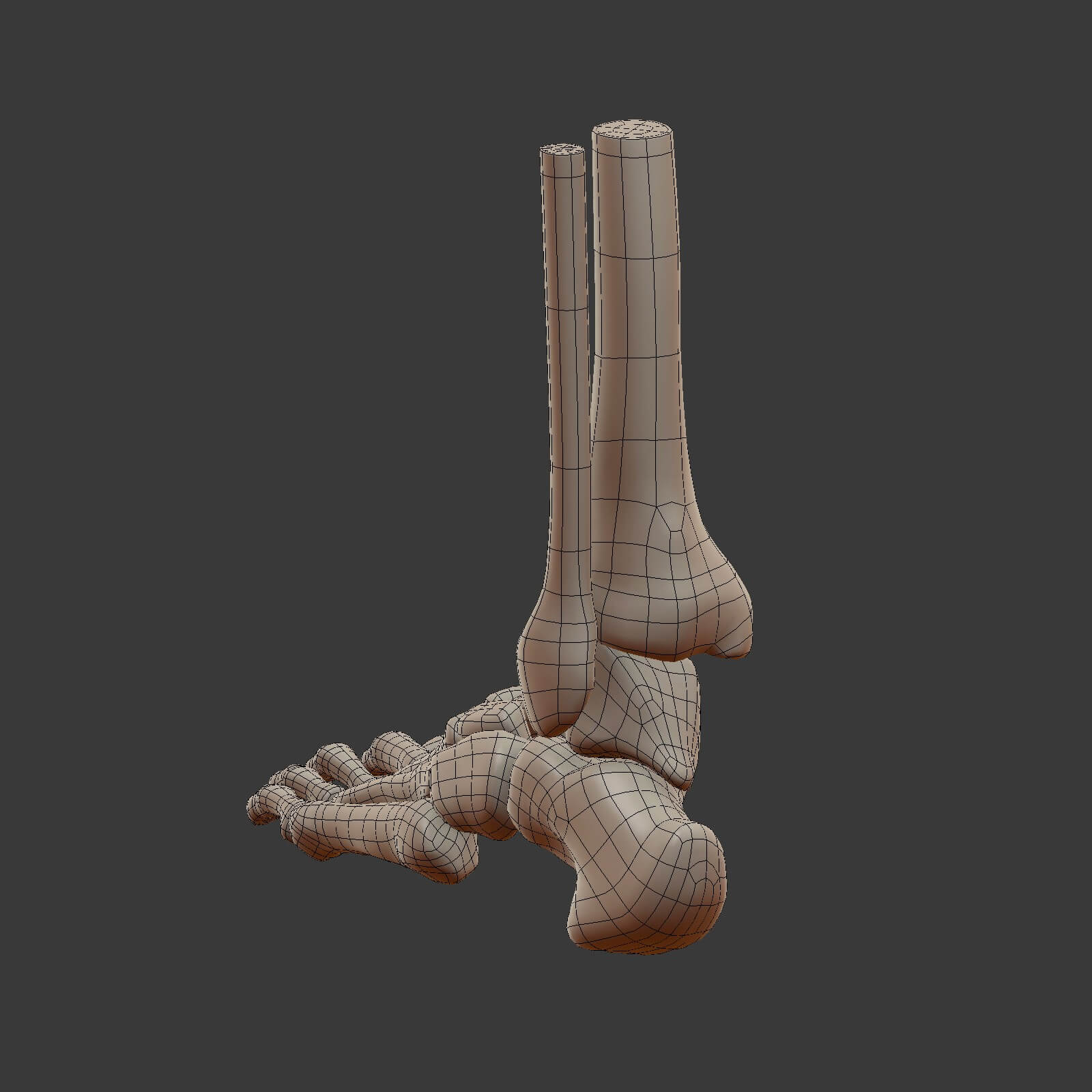 Skeletal Foot - 3D Model by Ocstard