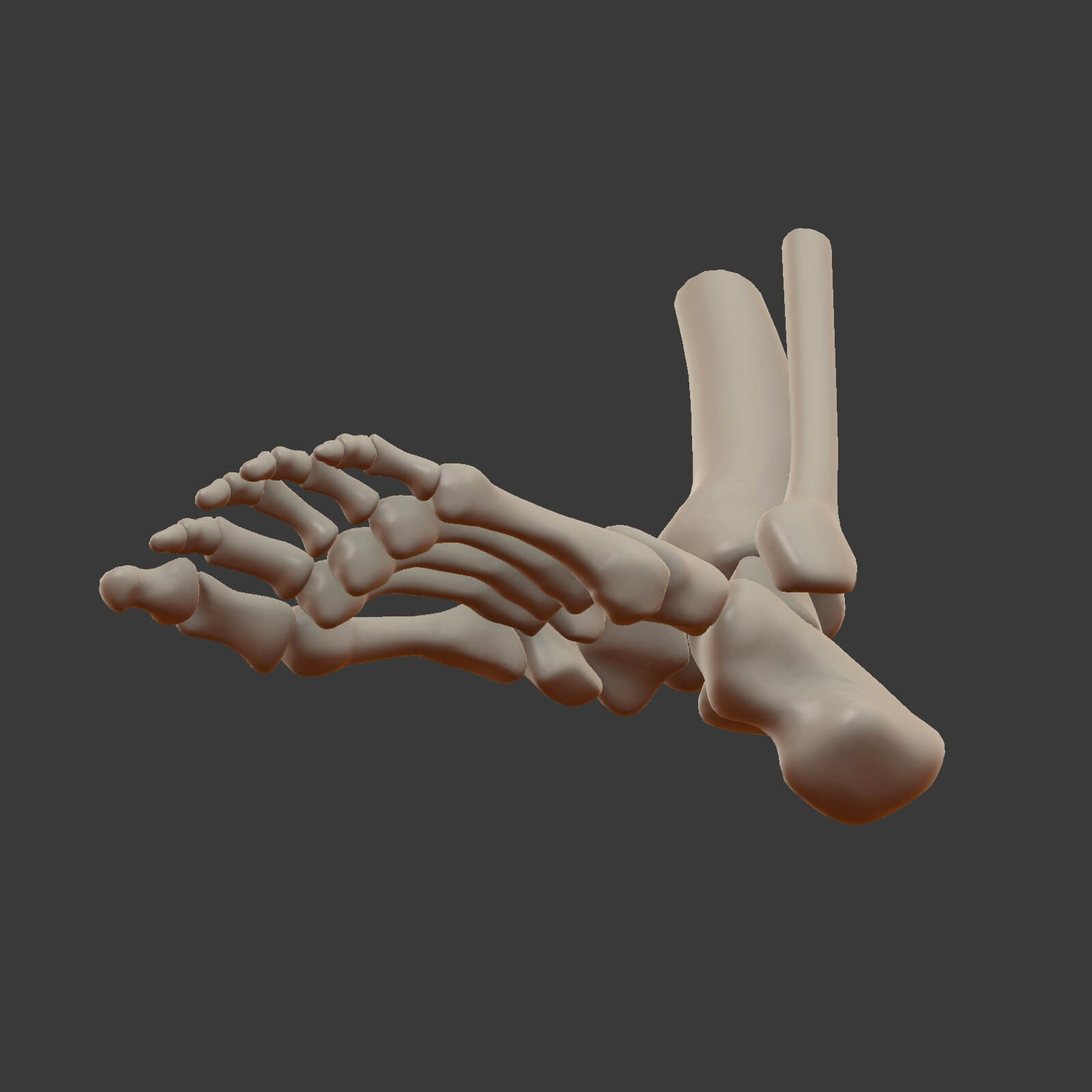 Skeletal Foot - 3D Model by Ocstard