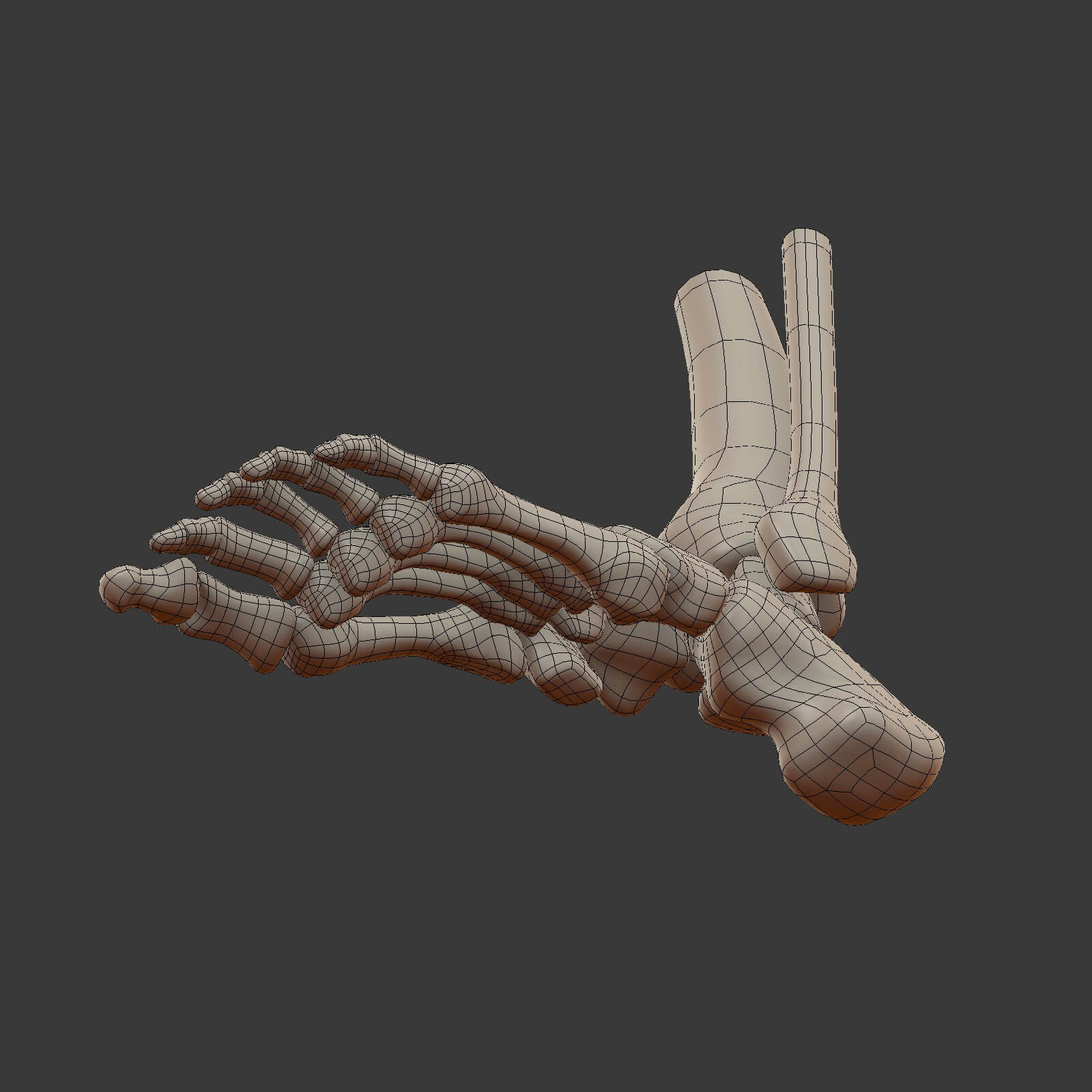 Skeletal Foot - 3D Model by Ocstard