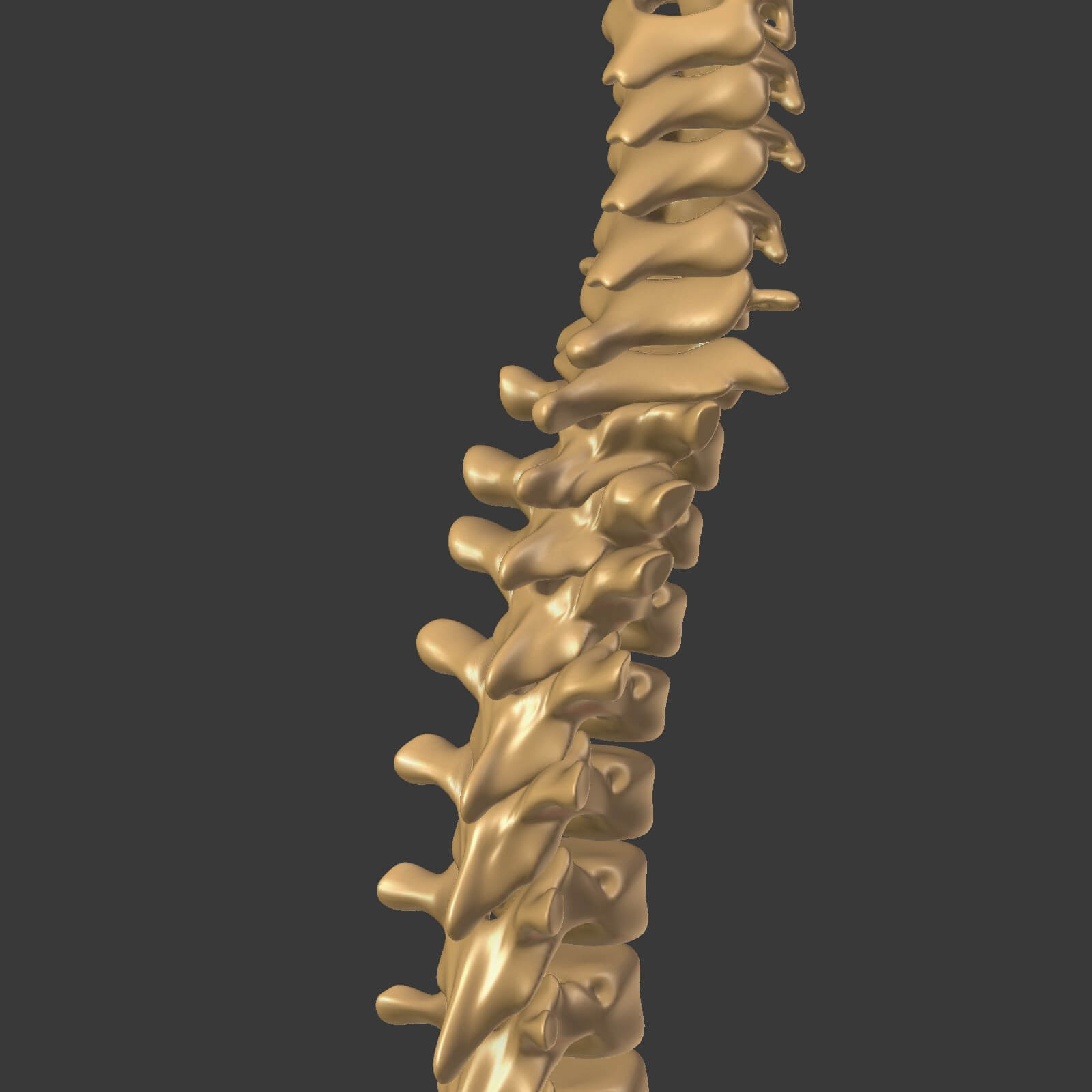 Spine - Tailbone - Sternum 3D Model by Ocstard