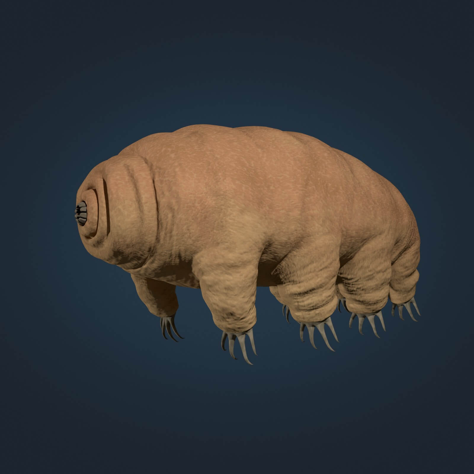 Tardigrade - Water Bear 3D Model by Ocstard