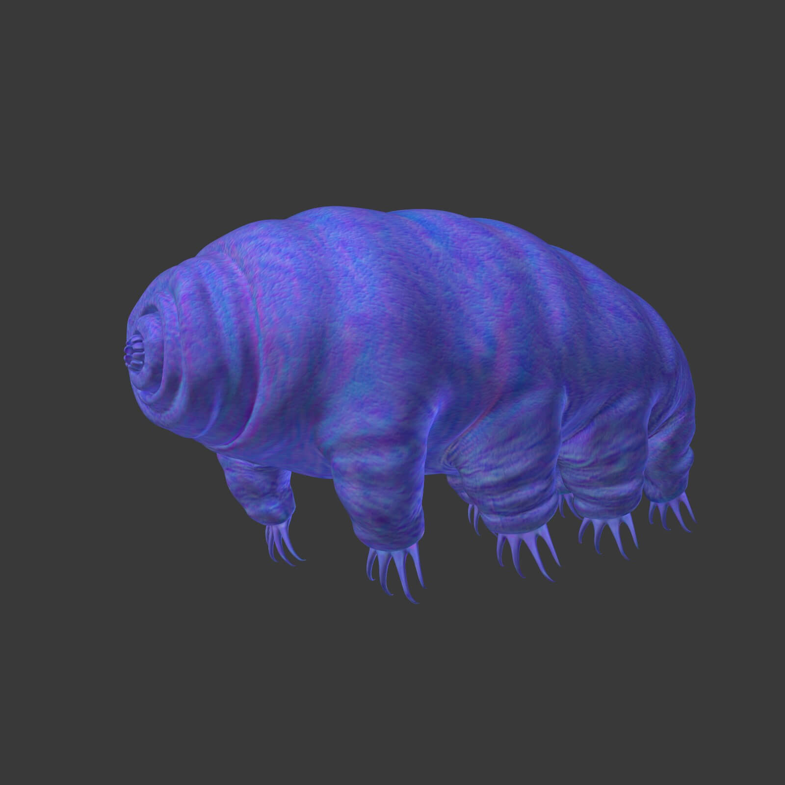 Tardigrade - Water Bear 3D Model by Ocstard