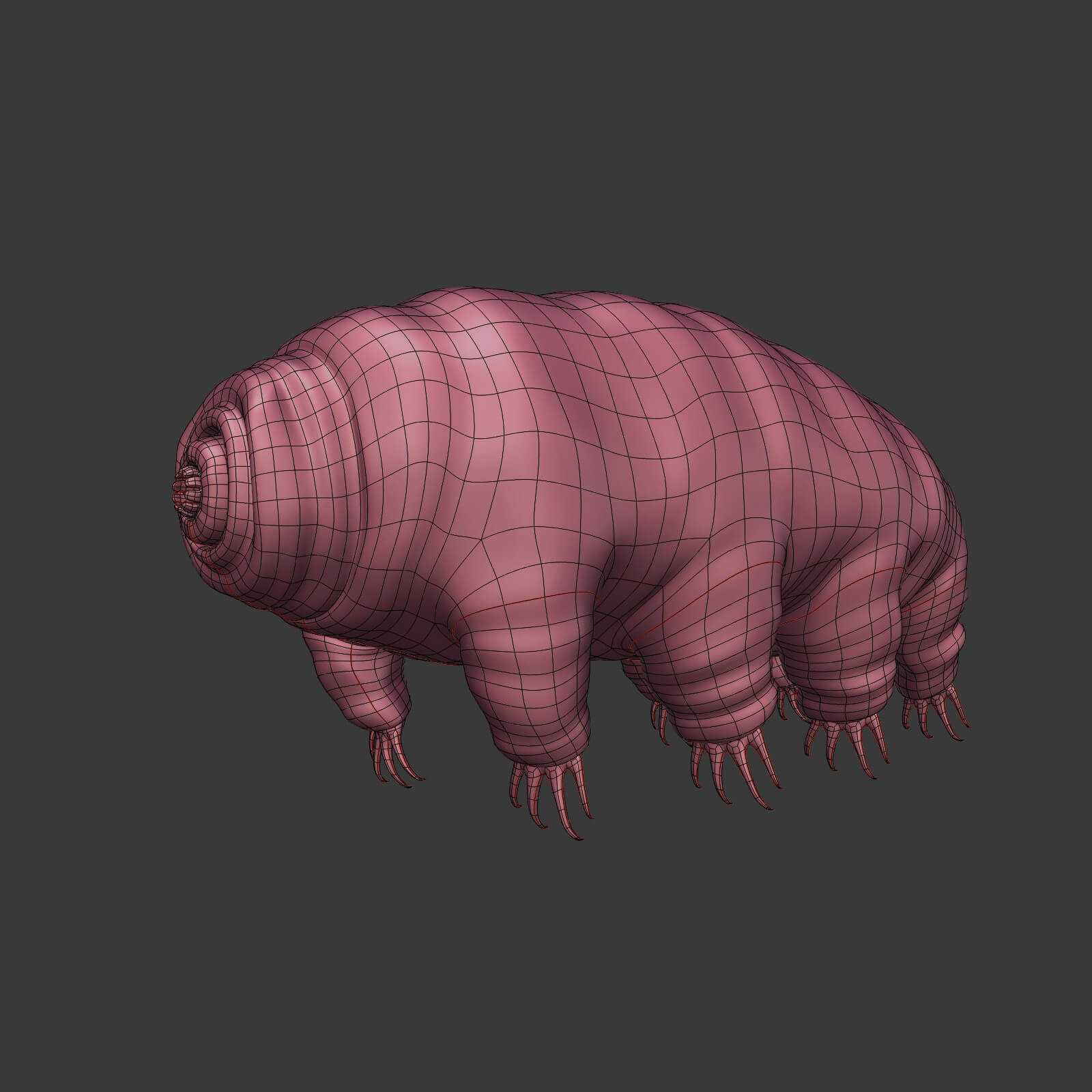Tardigrade - Water Bear 3D Model by Ocstard