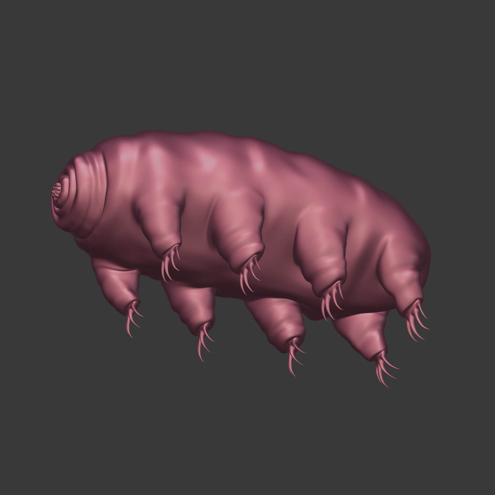 Tardigrade - Water Bear 3D Model by Ocstard
