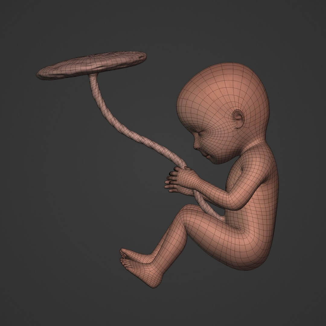 Human Fetus Week 30 - With Fk Rig 3D Model by Ocstard