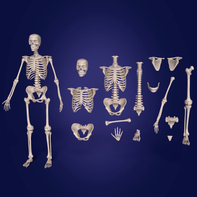 3D Models | Anatomy | RenderHub