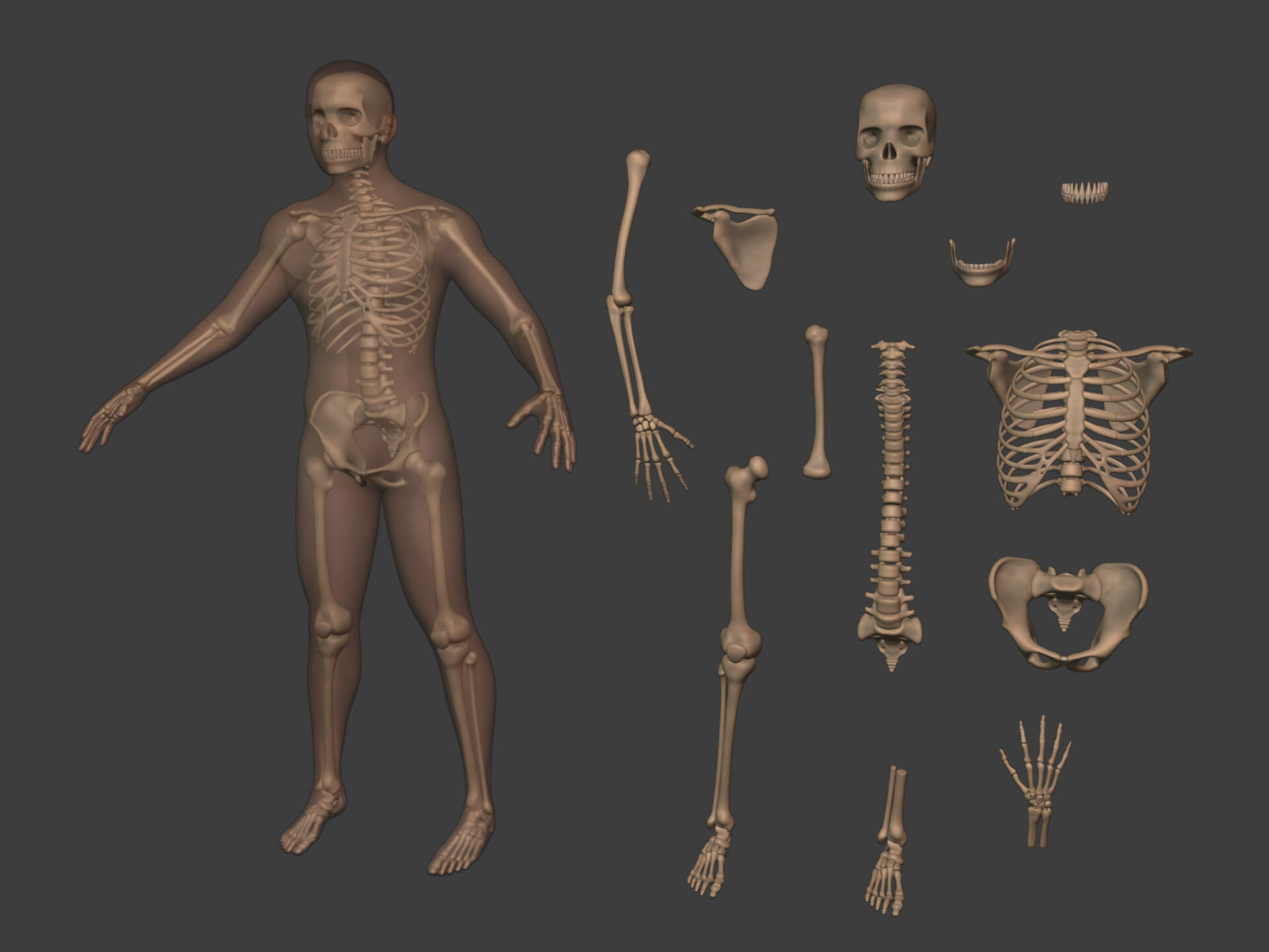High Quality Human Skeleton - 3D Model by Ocstard