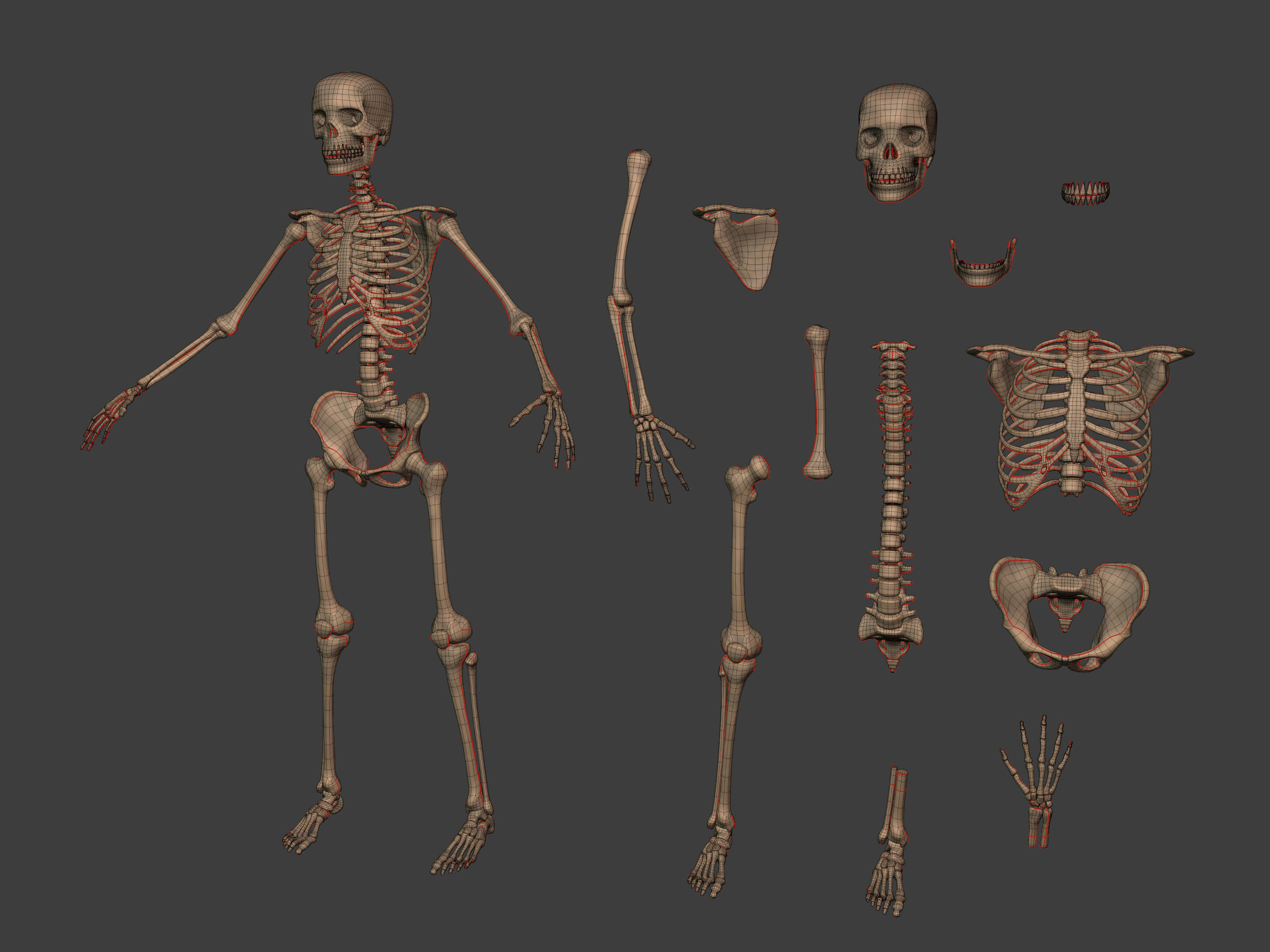 High Quality Human Skeleton - 3D Model by Ocstard