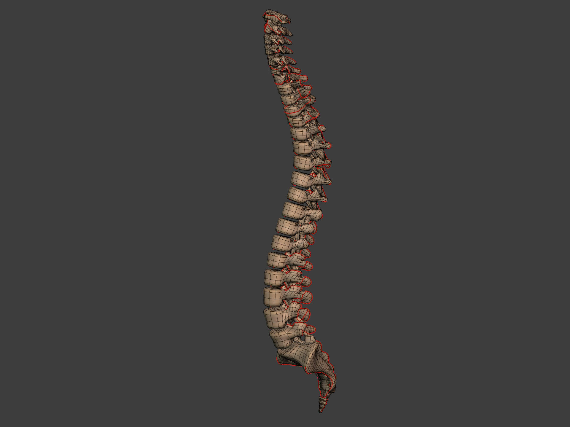 High Quality Human Skeleton - 3D Model by Ocstard