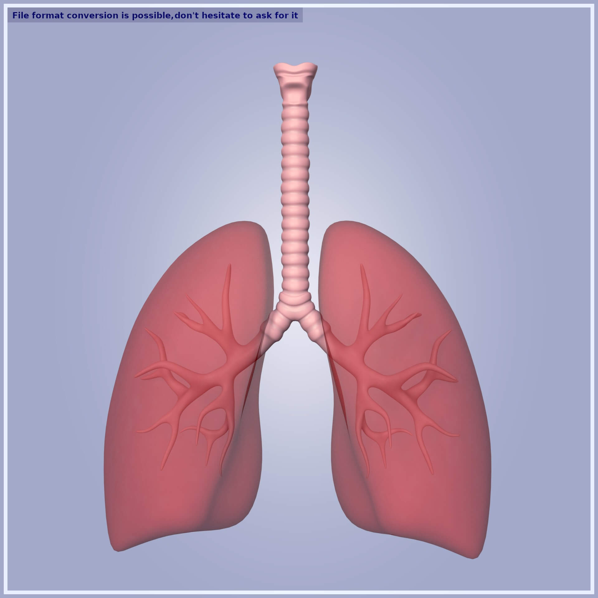 Respiratory System - 3D Model by Ocstard