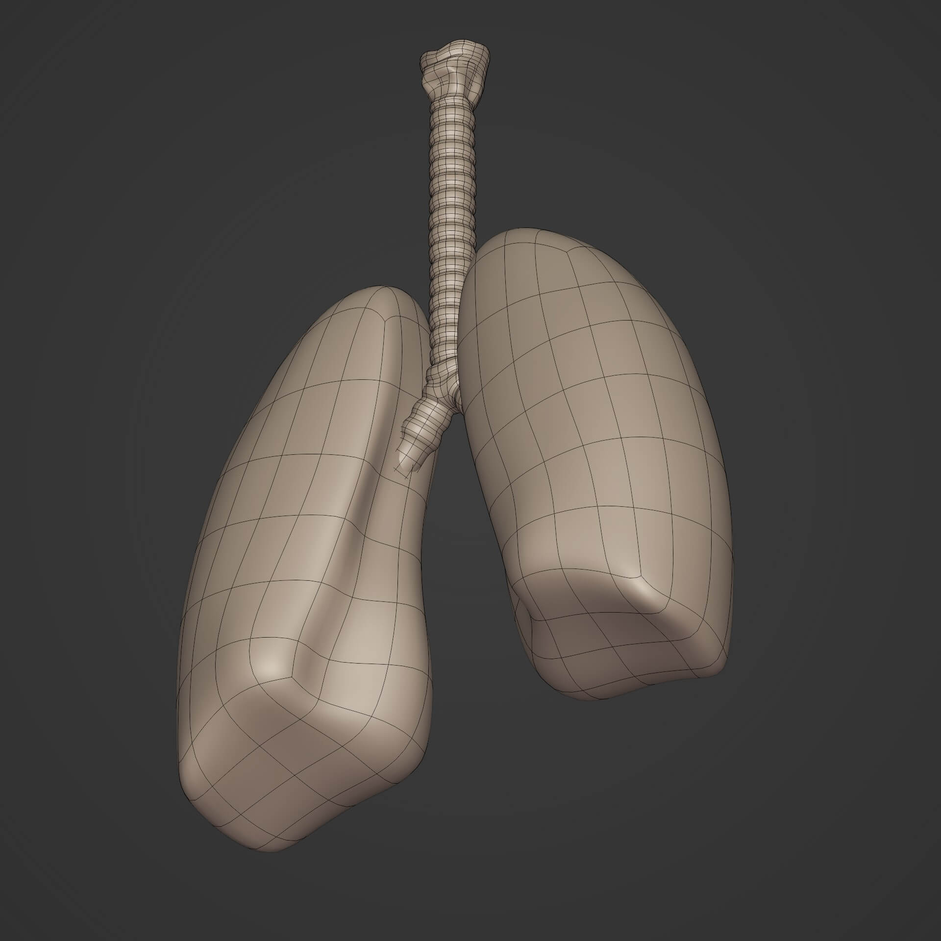 Respiratory System - 3D Model by Ocstard