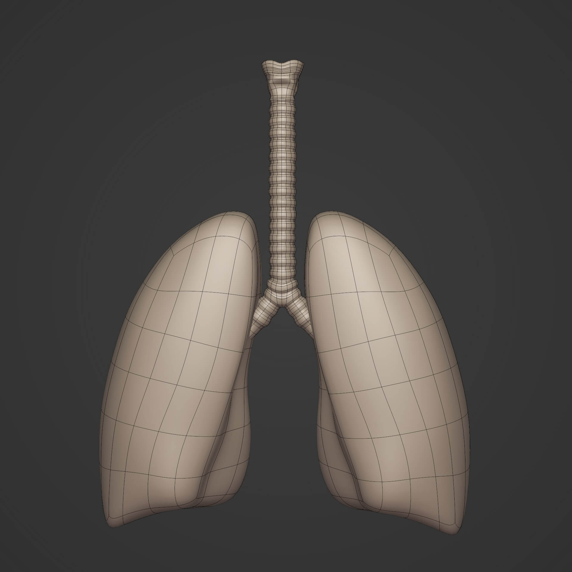 Respiratory System - 3D Model by Ocstard