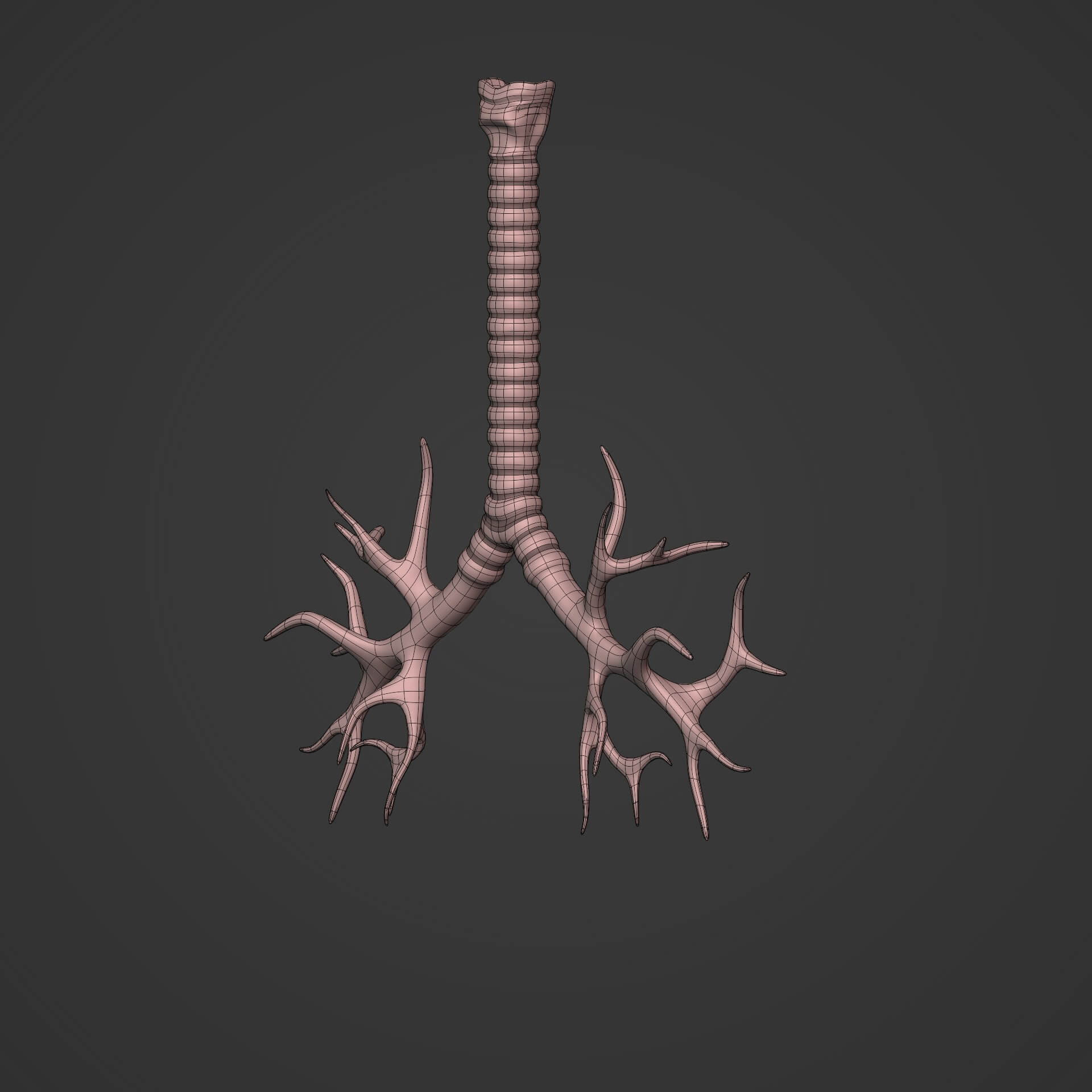 Respiratory System - 3D Model by Ocstard