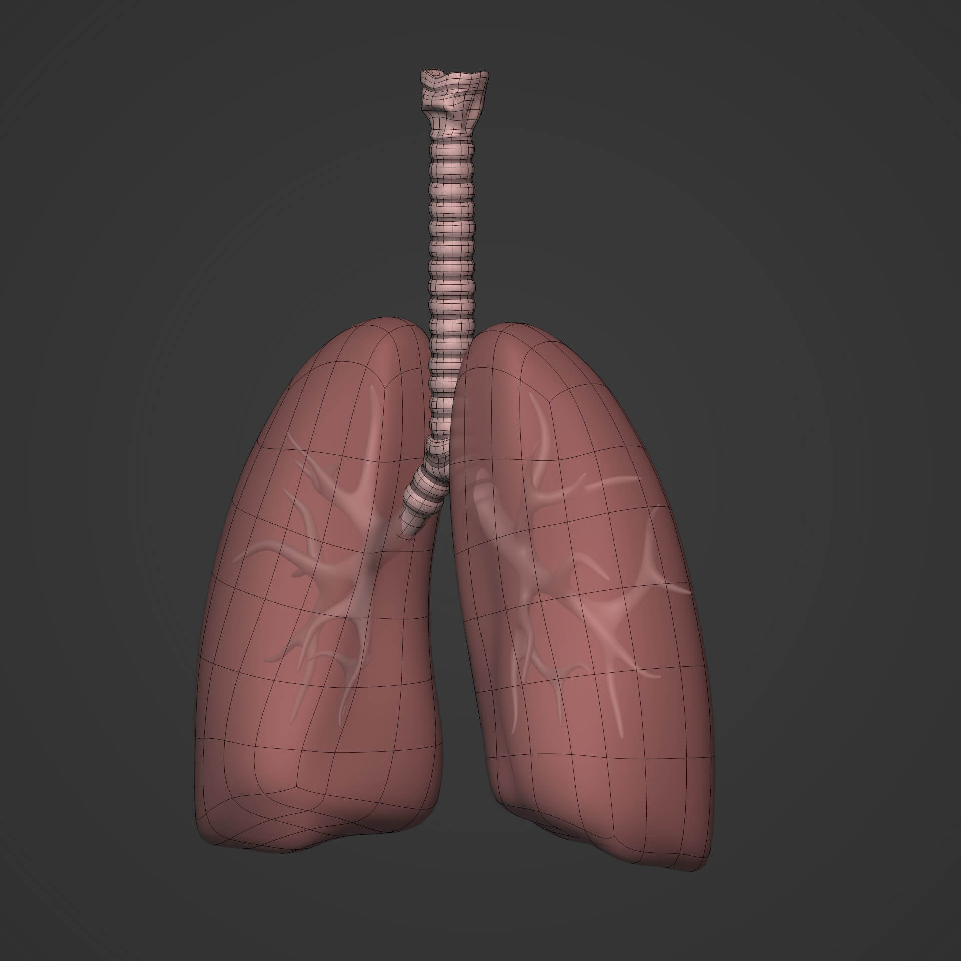 Respiratory System - 3D Model by Ocstard