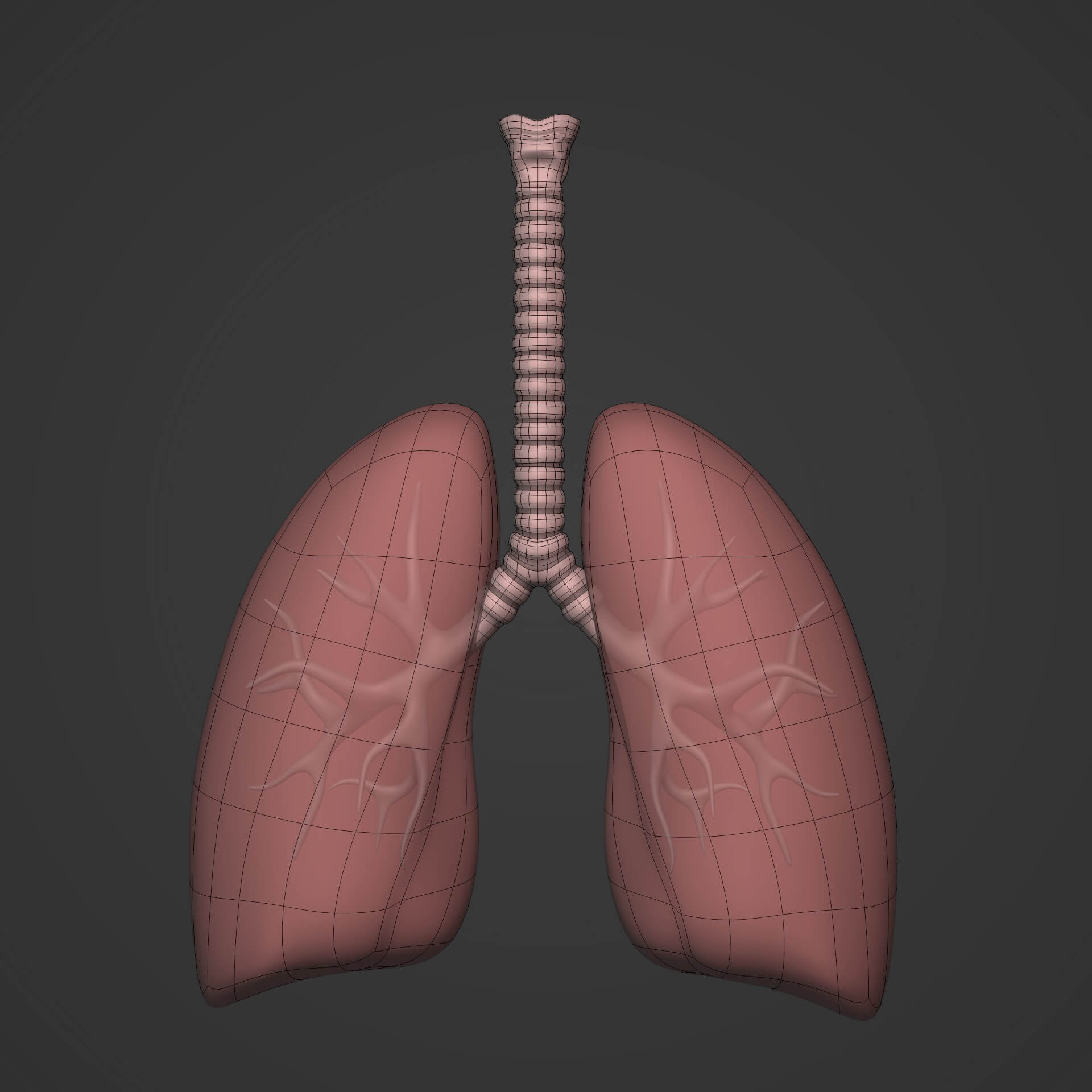 Respiratory System - 3D Model by Ocstard