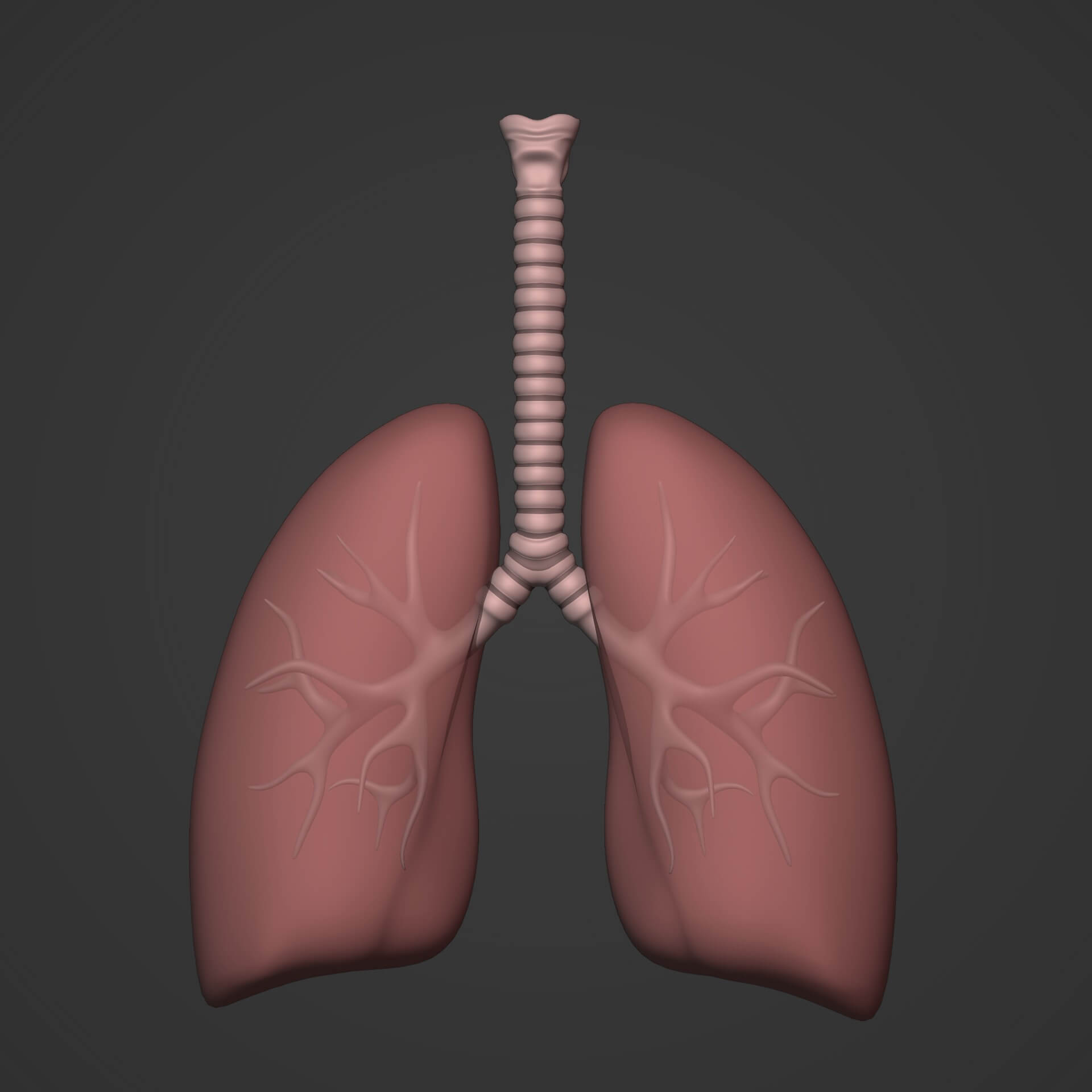 Respiratory System - 3D Model by Ocstard