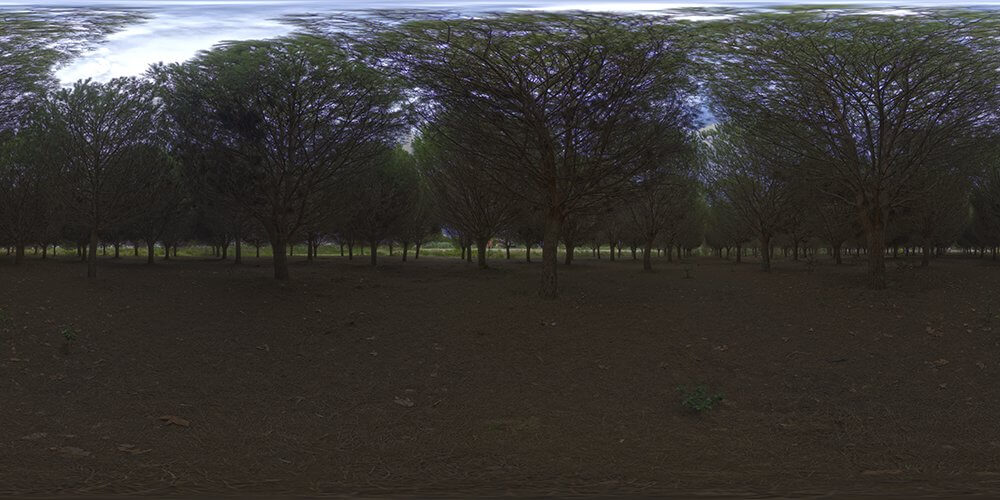 Wood Under Trees 01 (HDRI 070) - HDR Image by omayolas