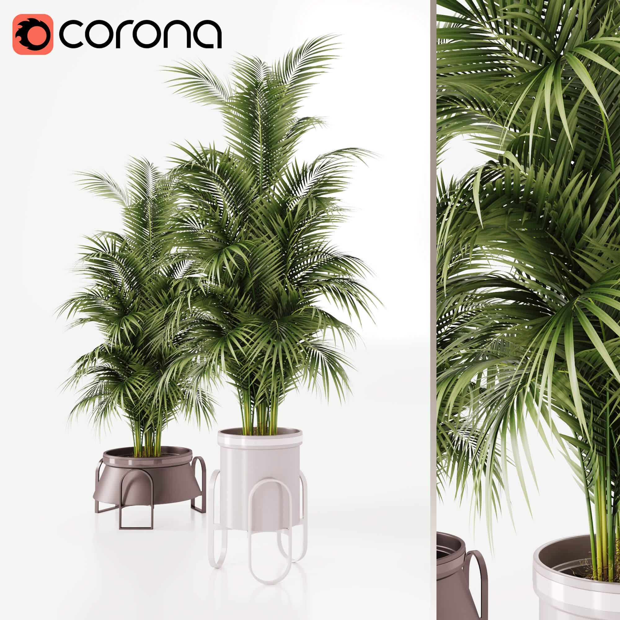 Plants Collection Cream - 3D Model by ONModels