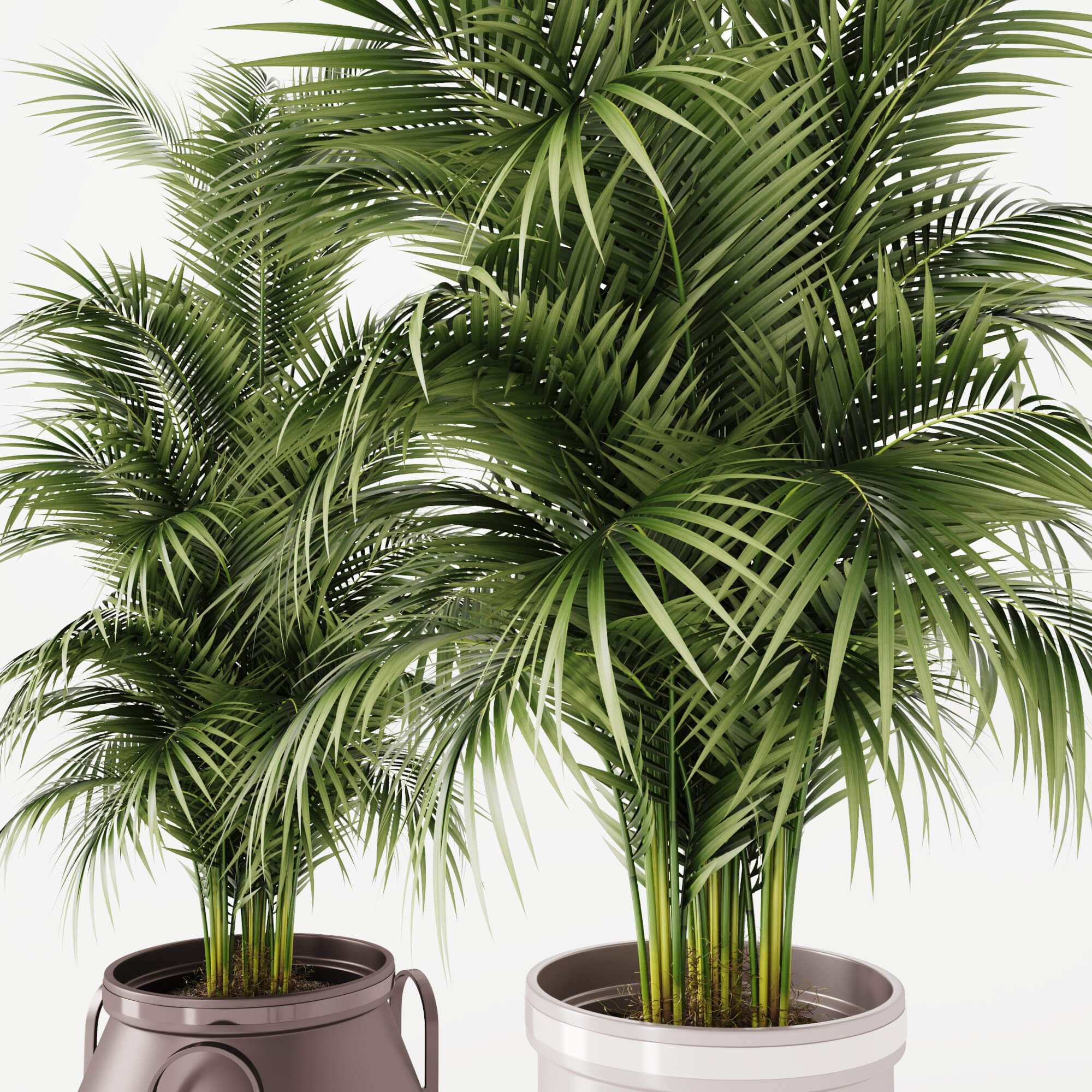 Plants Collection Cream - 3D Model by ONModels