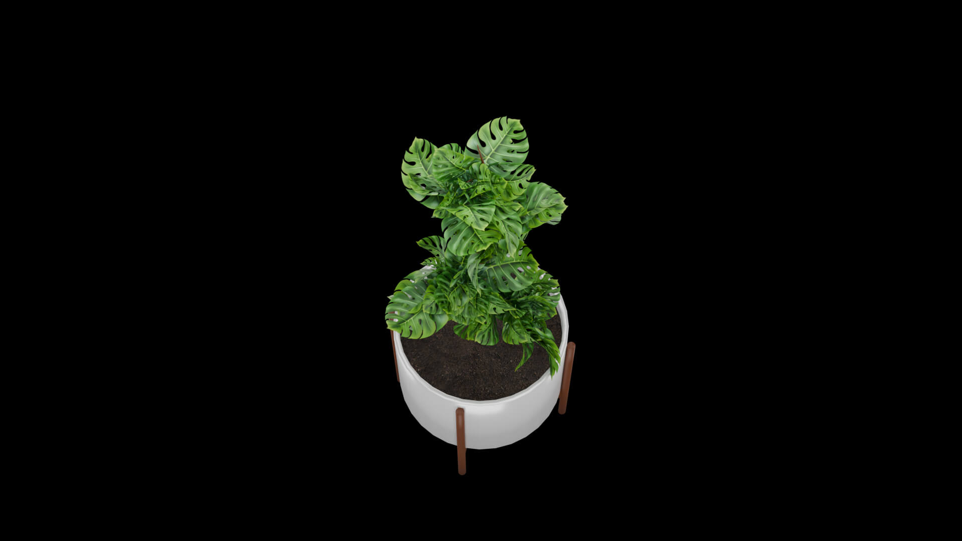 Indoor plant 3d model by OpChampion3d