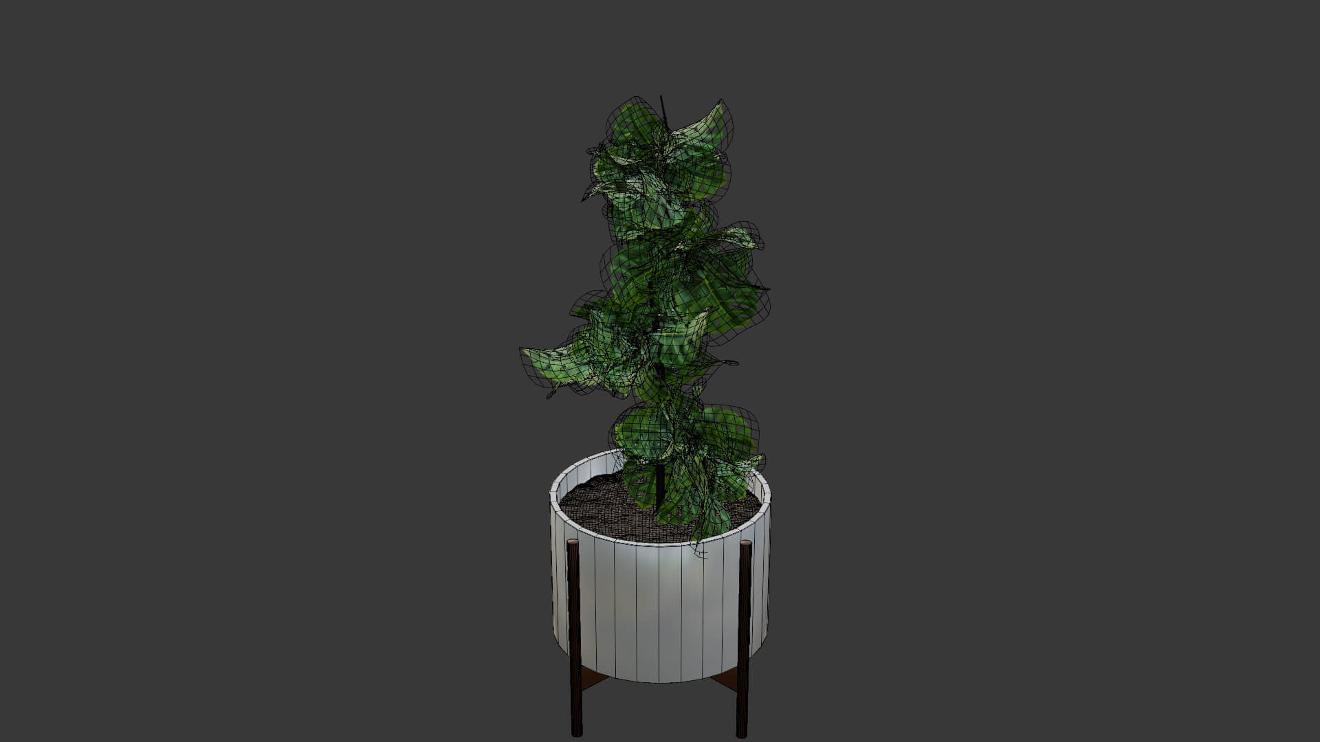 Indoor plant 3d model by OpChampion3d