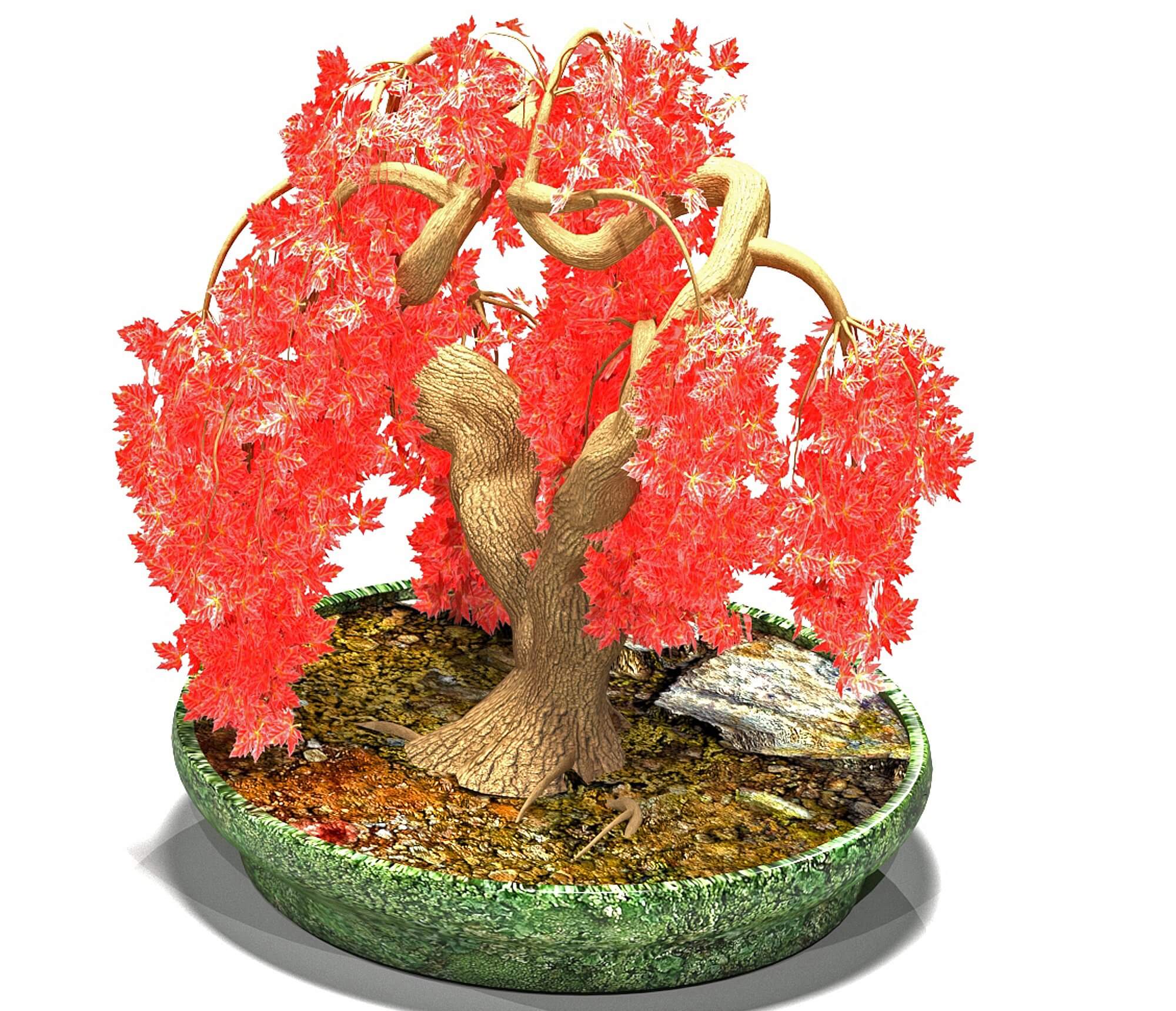 Red Maple Bonsai