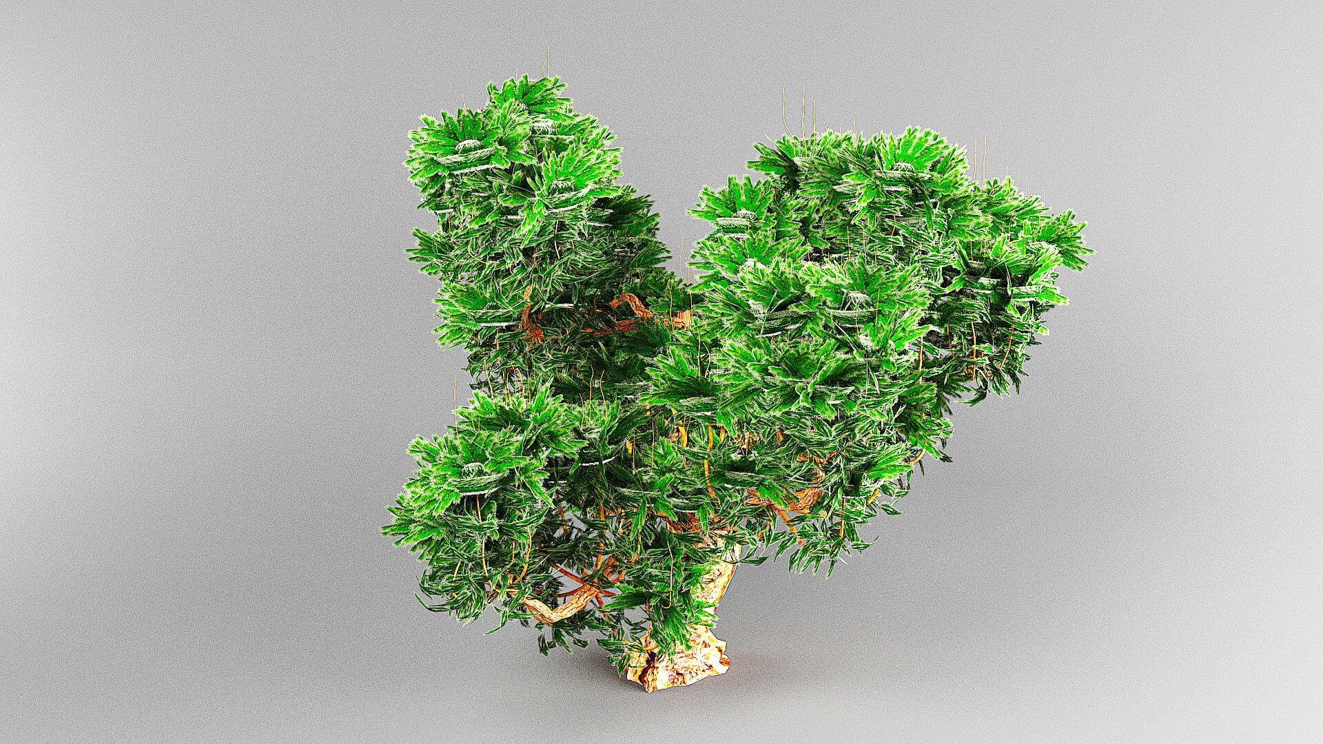 Spruce Tree - 3D Model by oven21031977