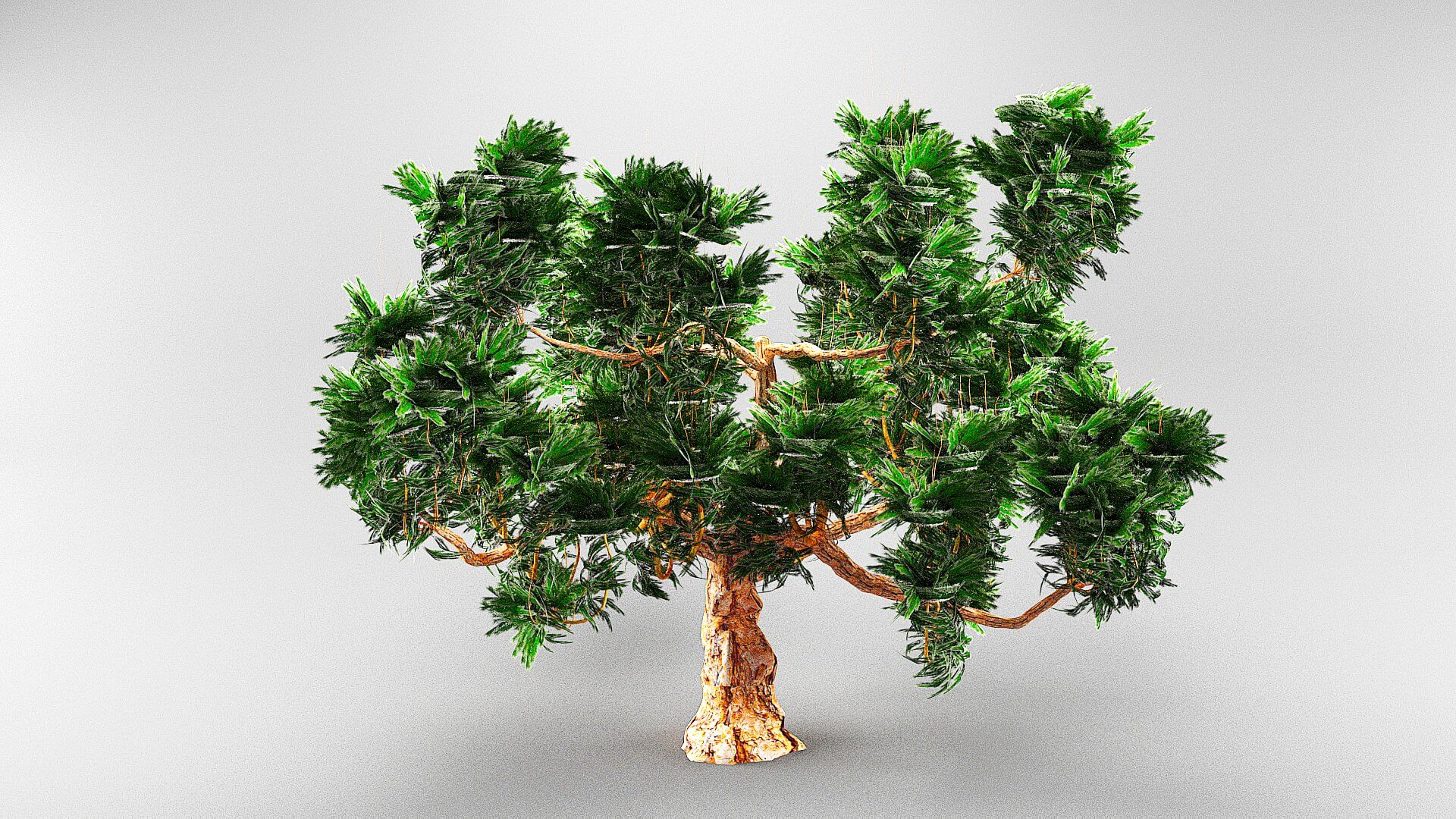 Spruce Tree - 3D Model by oven21031977