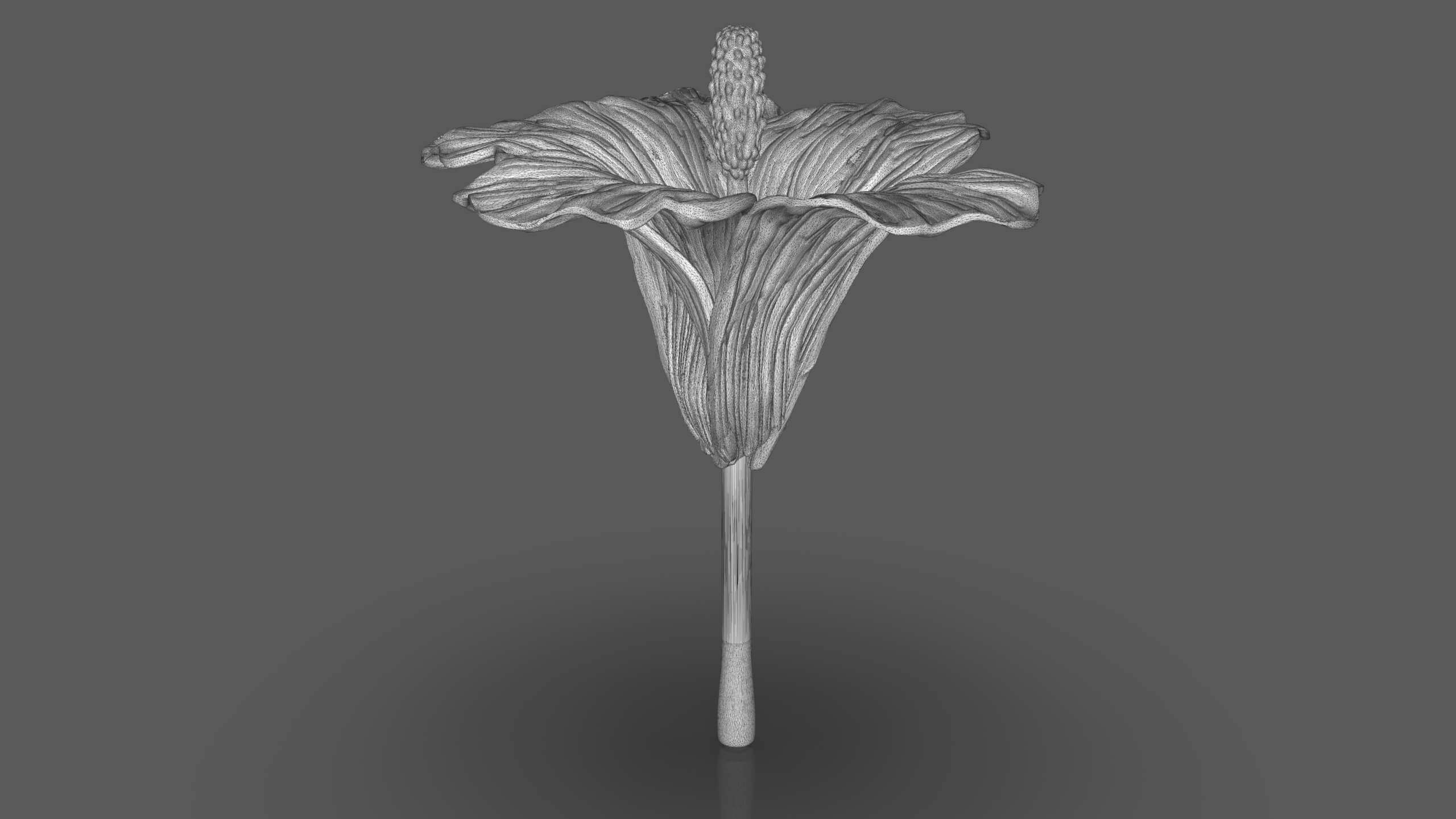 Hibiscus Flower Sculpt - 3D Model by PaburoVIII
