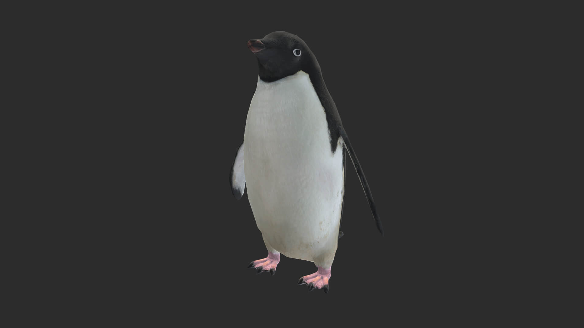 Adelie Penguin Low Poly - 3D Model by paduladi