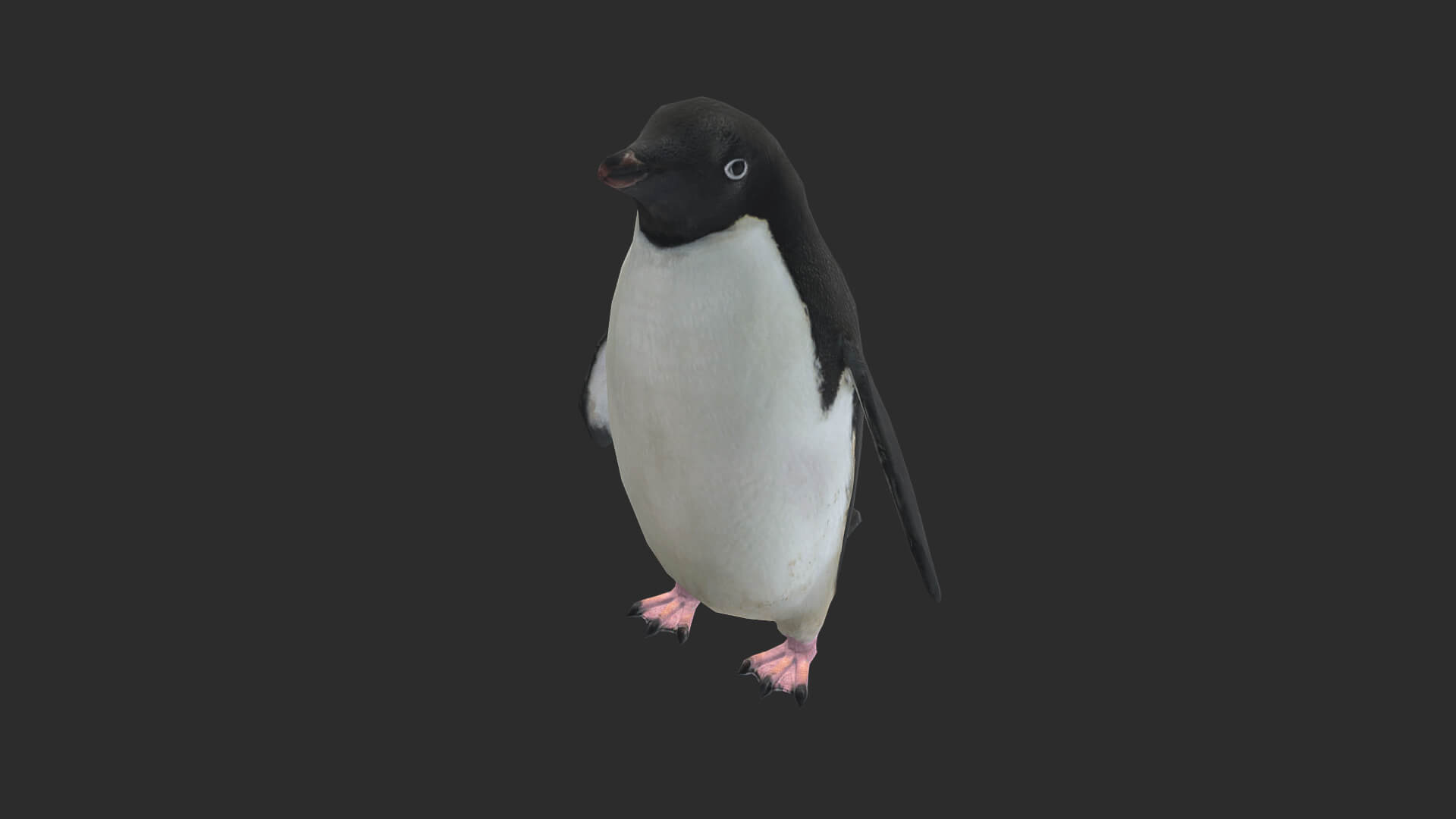 Adelie Penguin Low Poly - 3D Model by paduladi