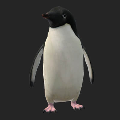 3D Models | Animals | Penguins | RenderHub