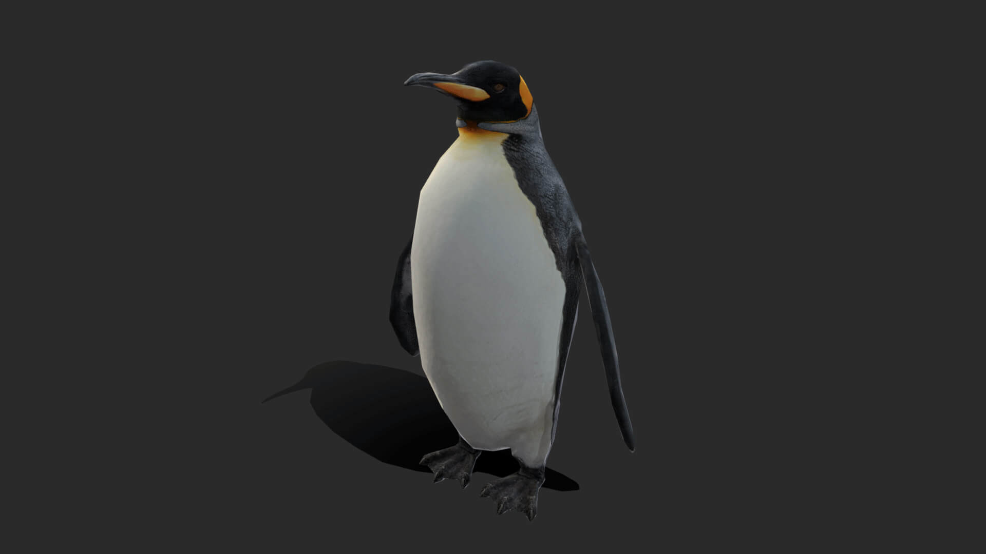 King Penguin Low Poly Animated - 3D Model by paduladi